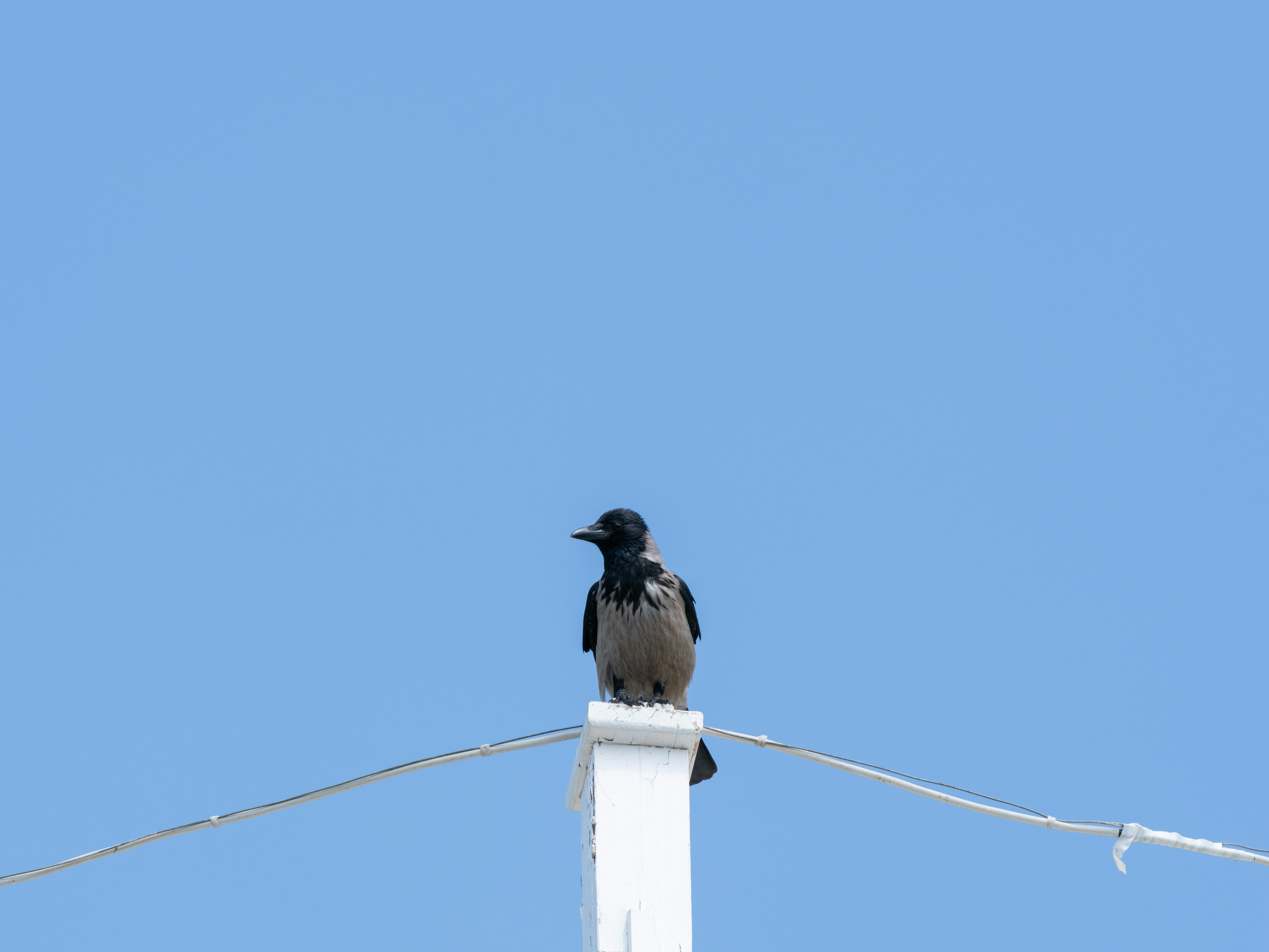 Raptor Silhouette Photos, Download The BEST Free Raptor Silhouette ...