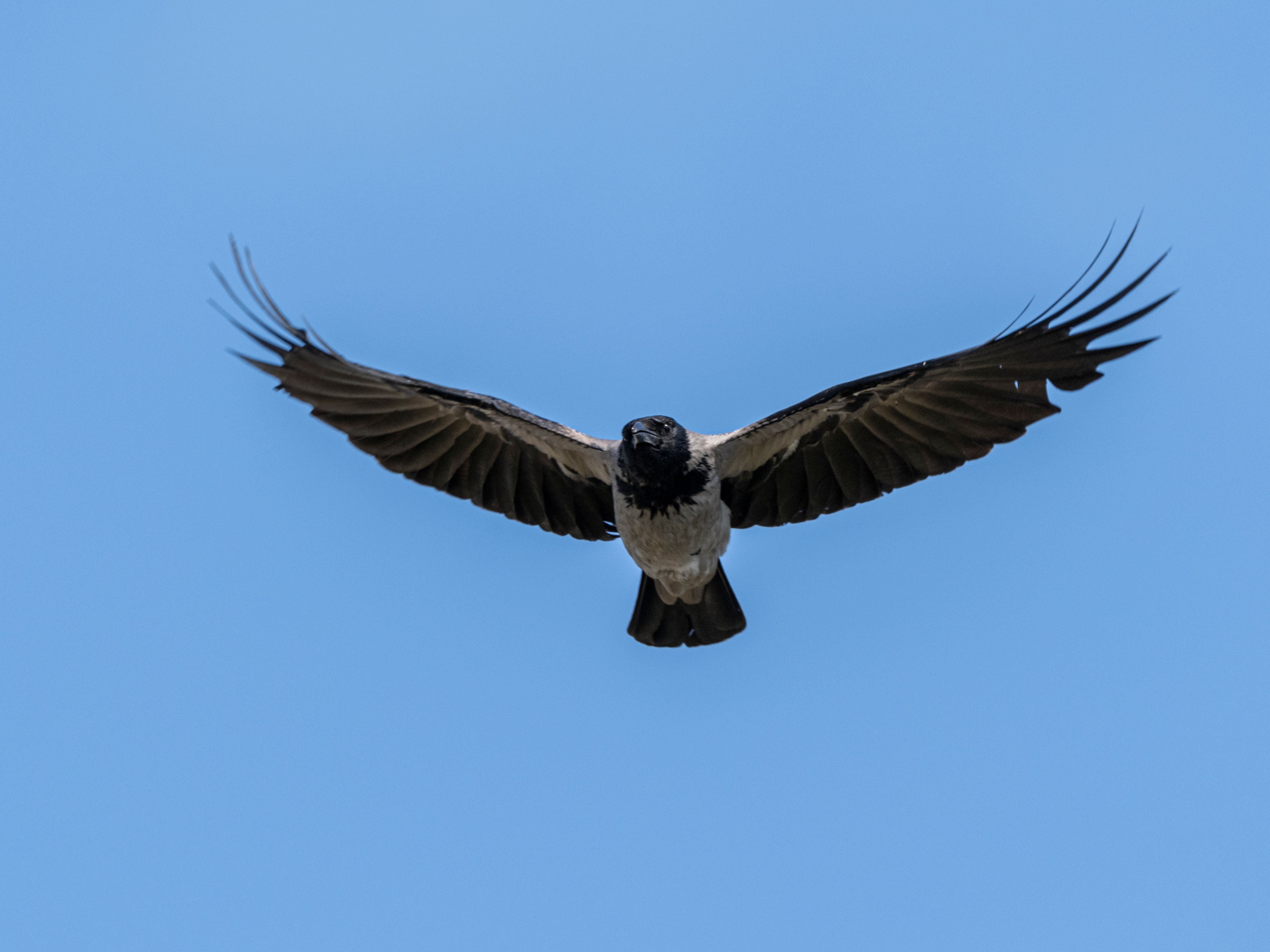 Majestic Bird in Mid-Flight Against Blue Sky · Free Stock Photo