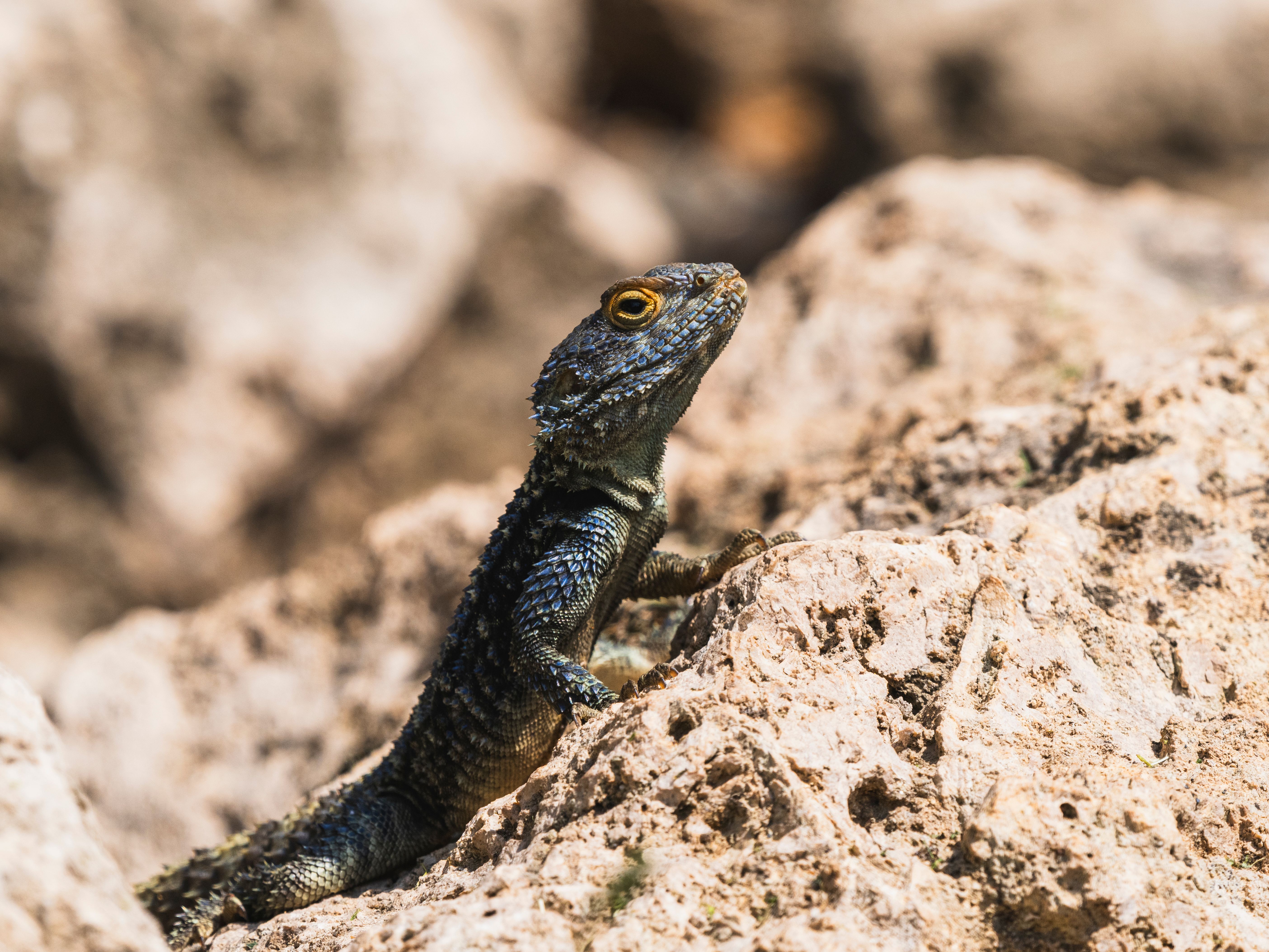 Eyes Of Dragon Photos, Download The BEST Free Eyes Of Dragon Stock ...