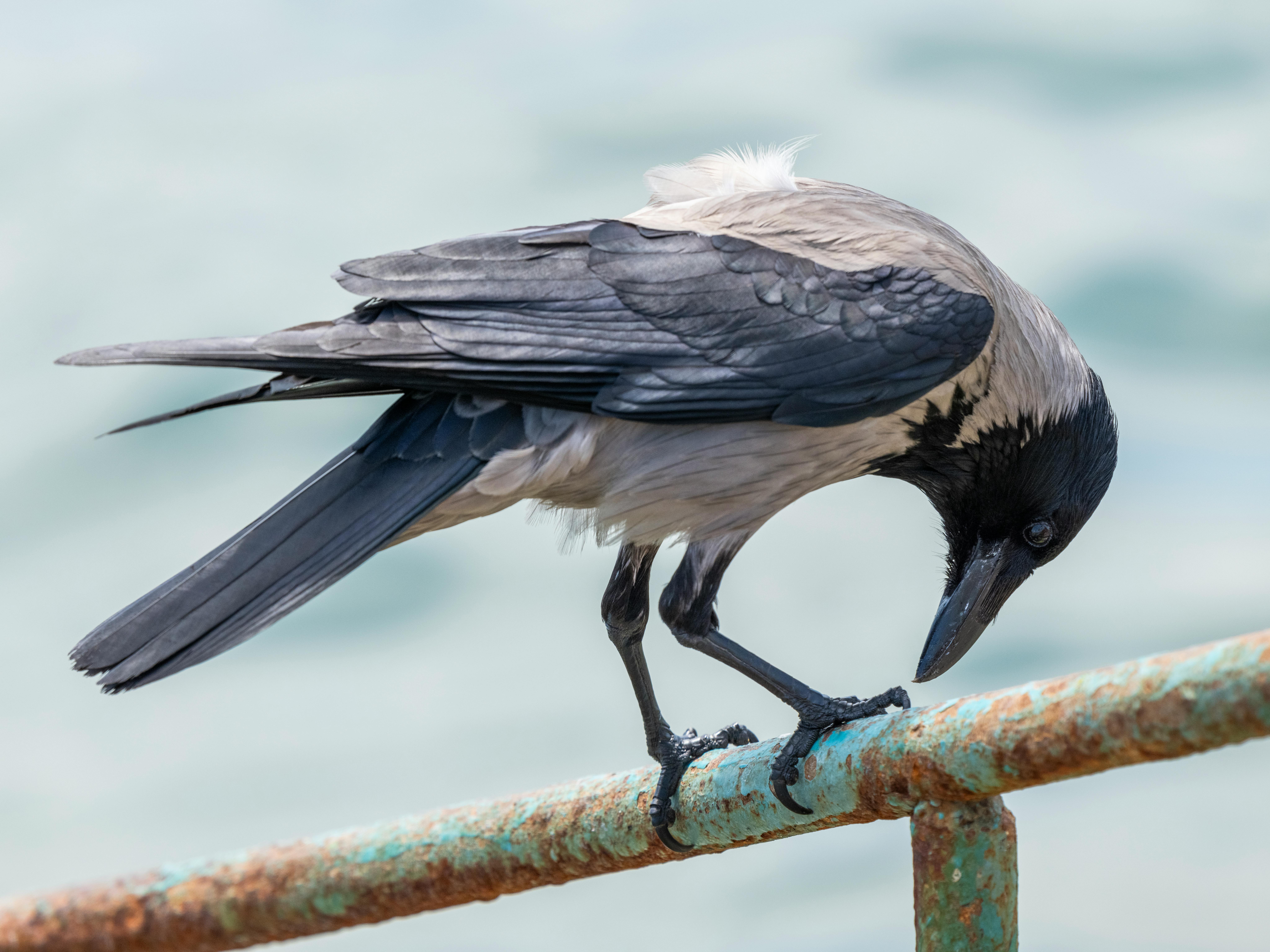 Eyes Sore Photos, Download The BEST Free Eyes Sore Stock Photos & HD Images