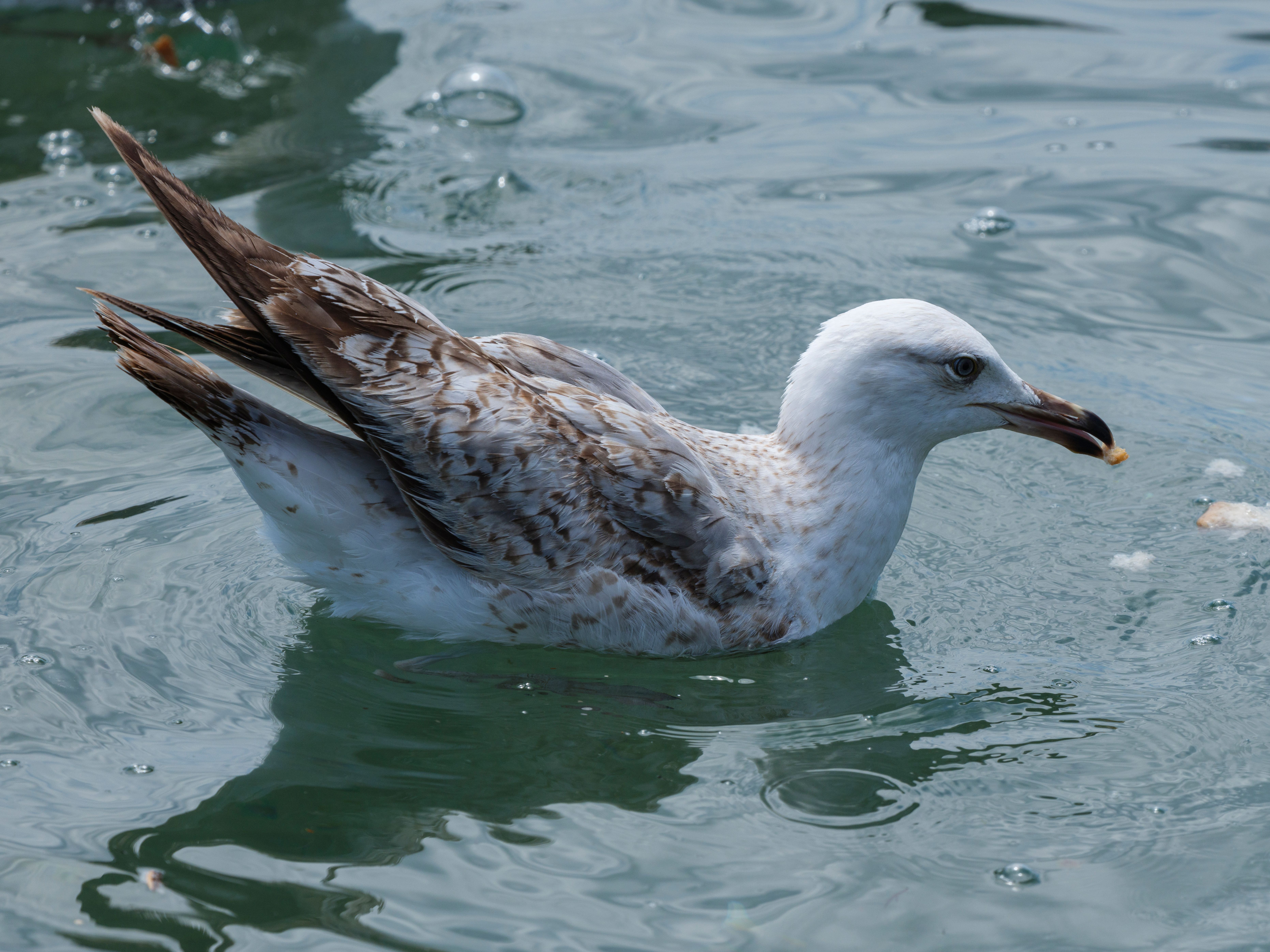 Seagull Floating Peacefully on the Water · Free Stock Photo