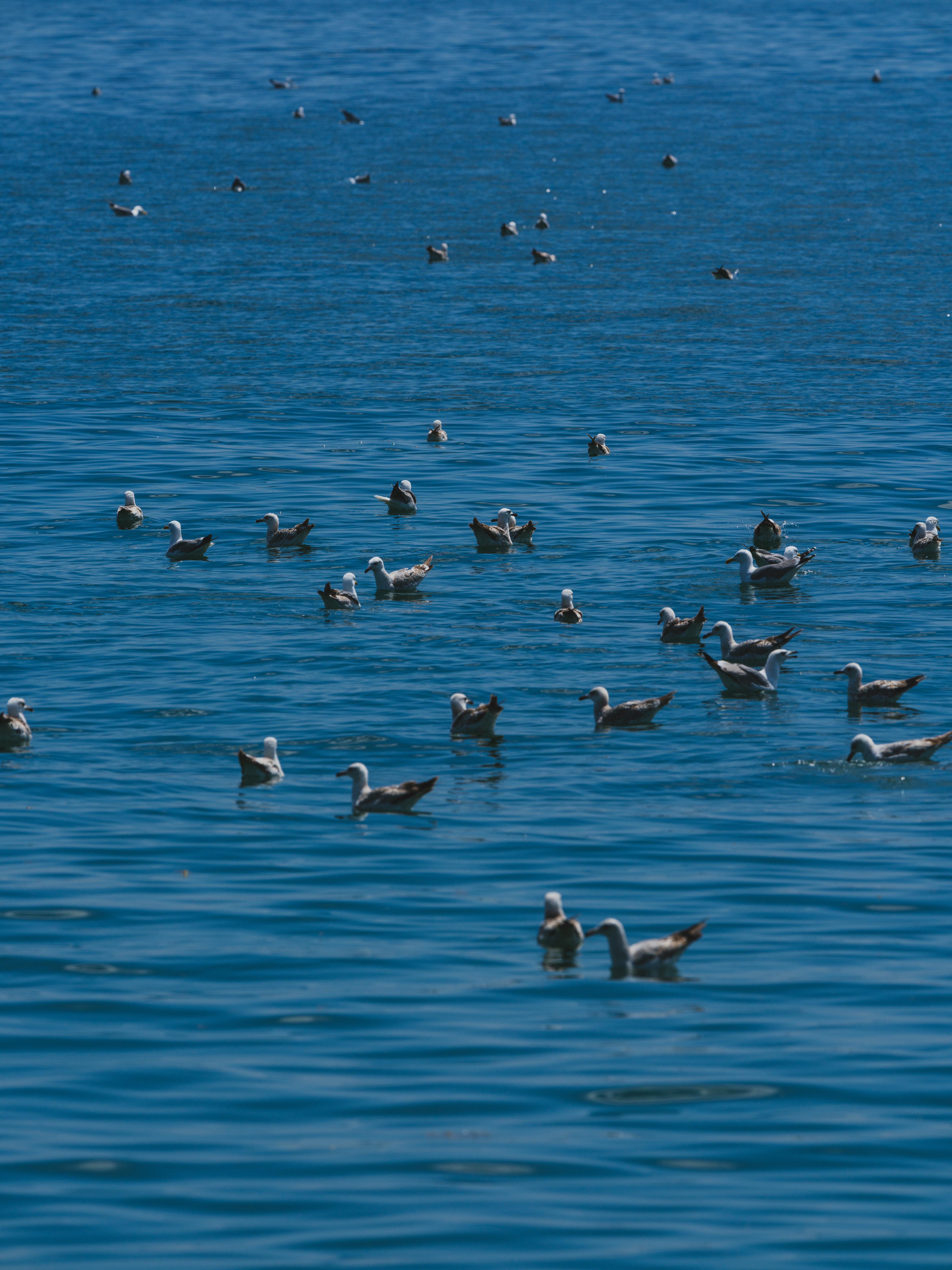 Birds Flying Psd Photos, Download The BEST Free Birds Flying Psd Stock ...