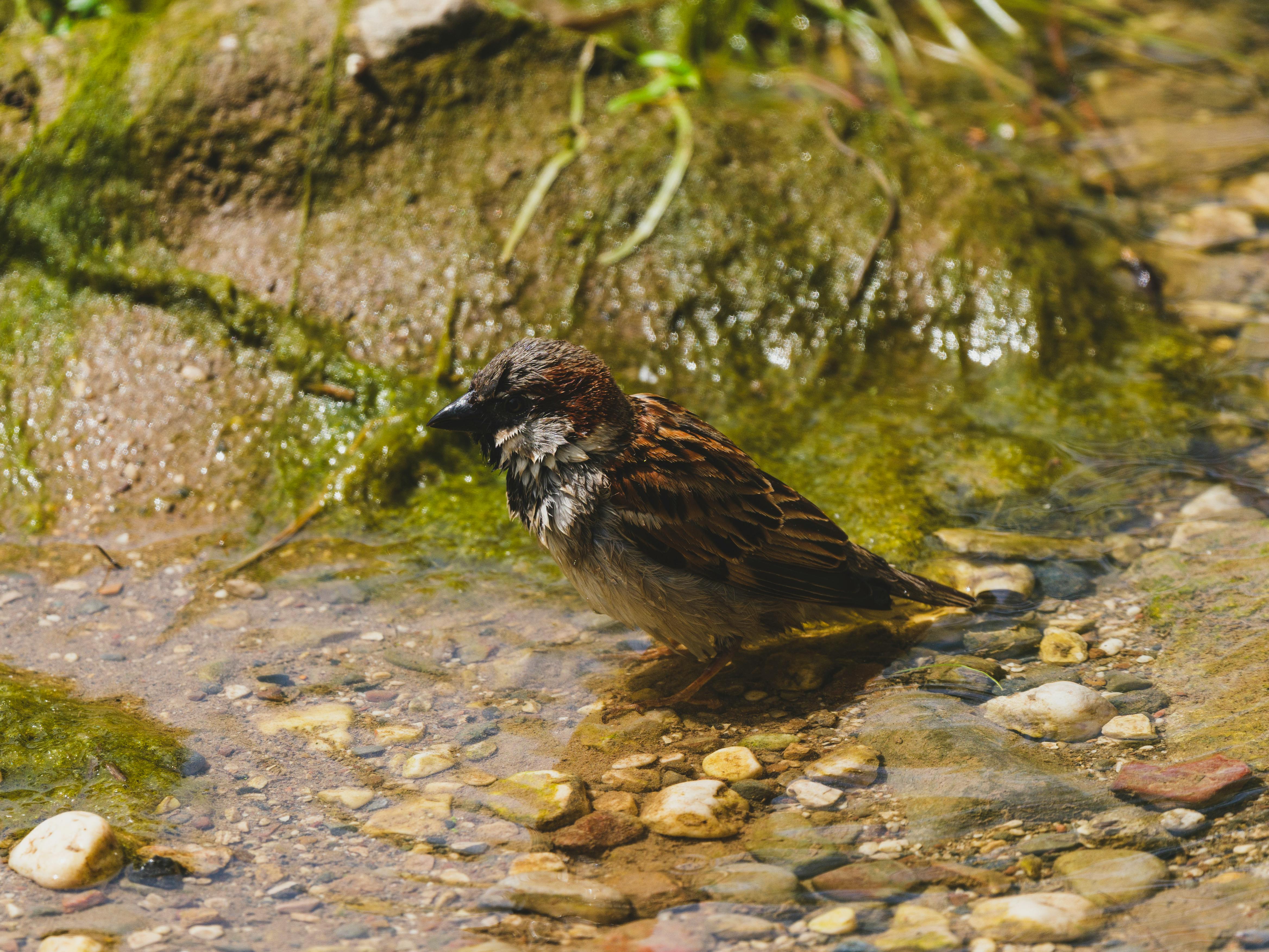 Donald Trump Head Photos, Download The BEST Free Donald Trump Head ...