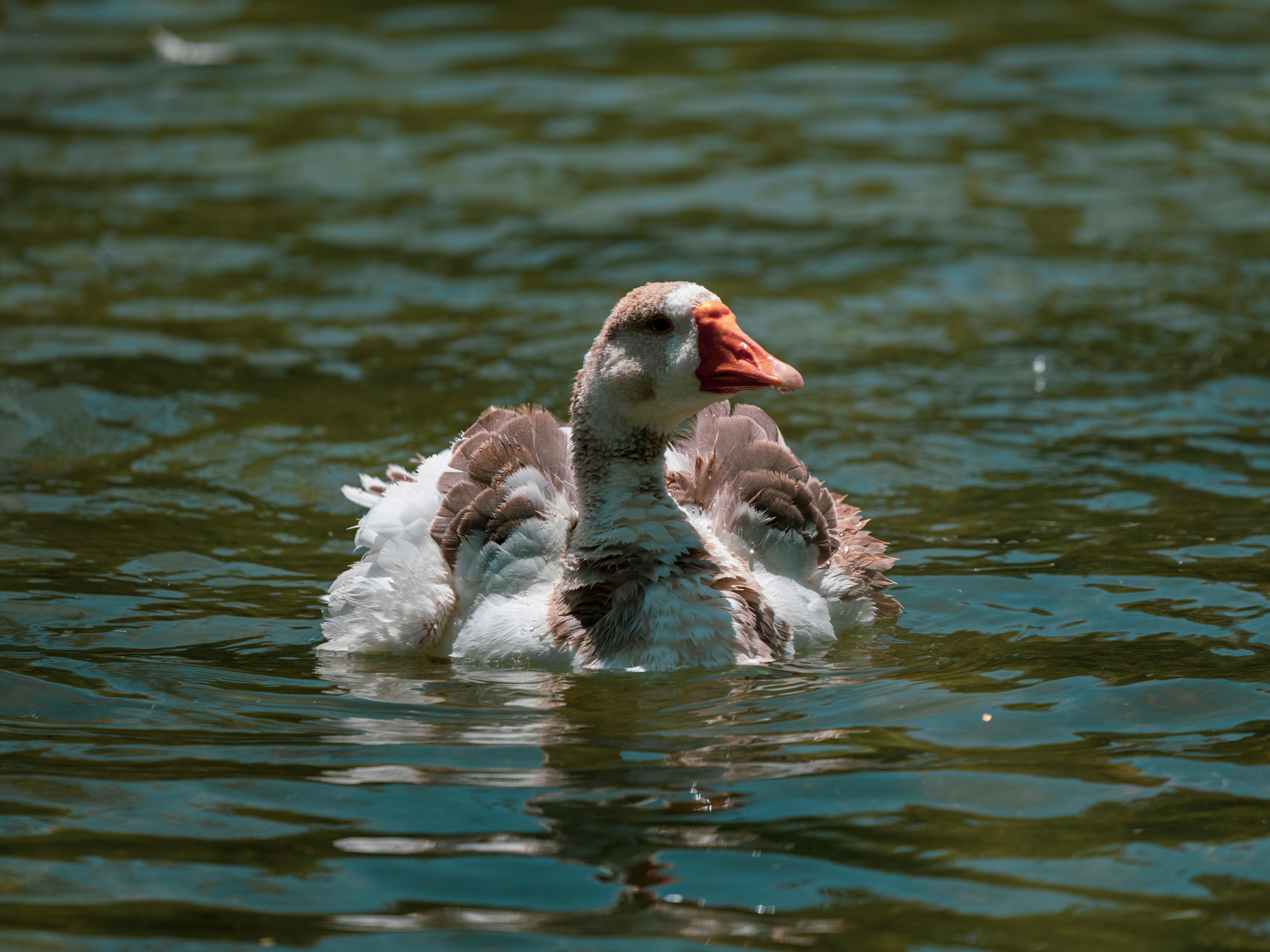 Blauwe Geese Photos, Download The BEST Free Blauwe Geese Stock Photos ...