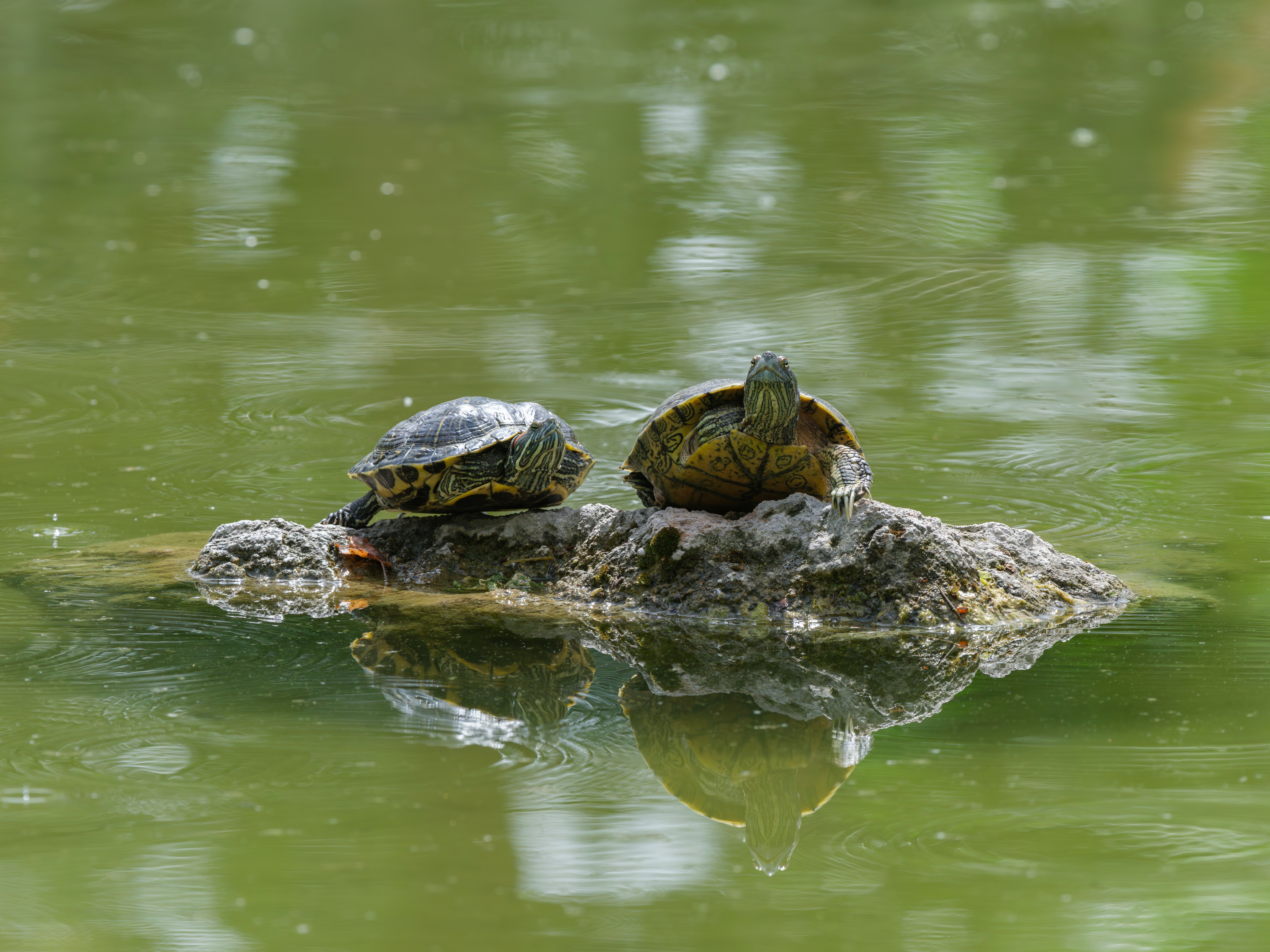 Turtles Resting on a Rock in a Tranquil Pond · Free Stock Photo