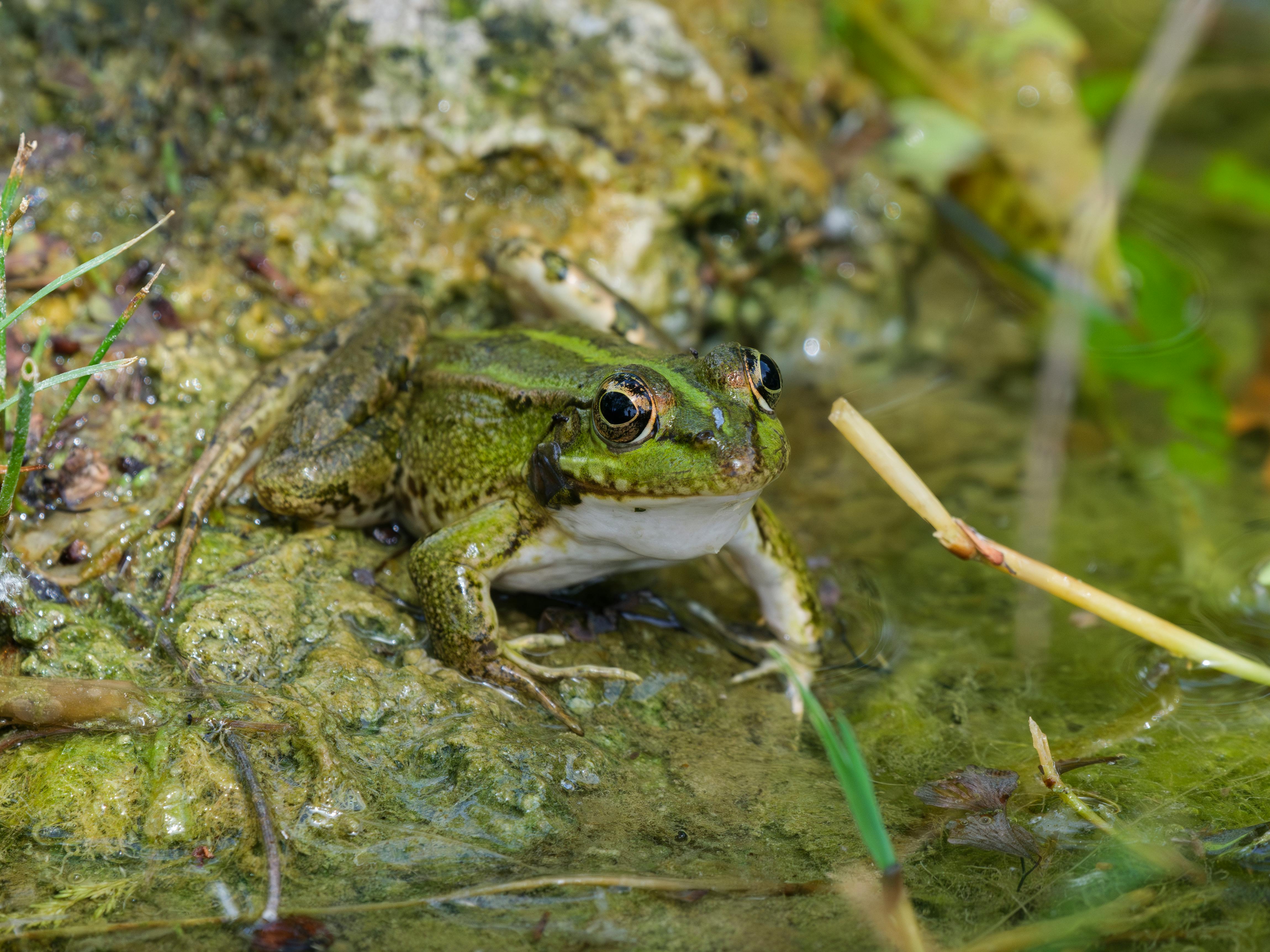 Frog Freezing Photos, Download The BEST Free Frog Freezing Stock Photos ...