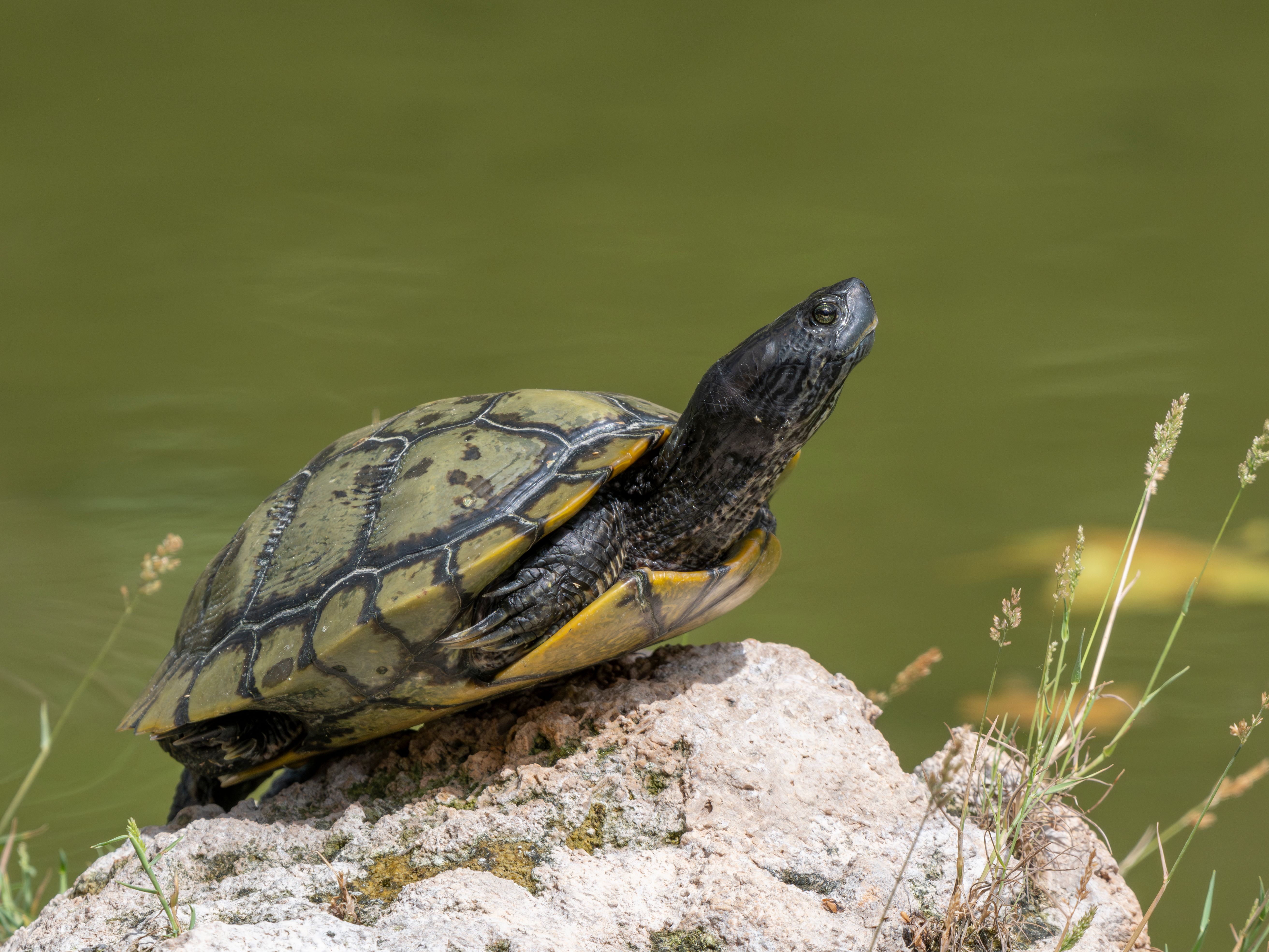 Cute Tortoise Photos, Download The BEST Free Cute Tortoise Stock Photos ...
