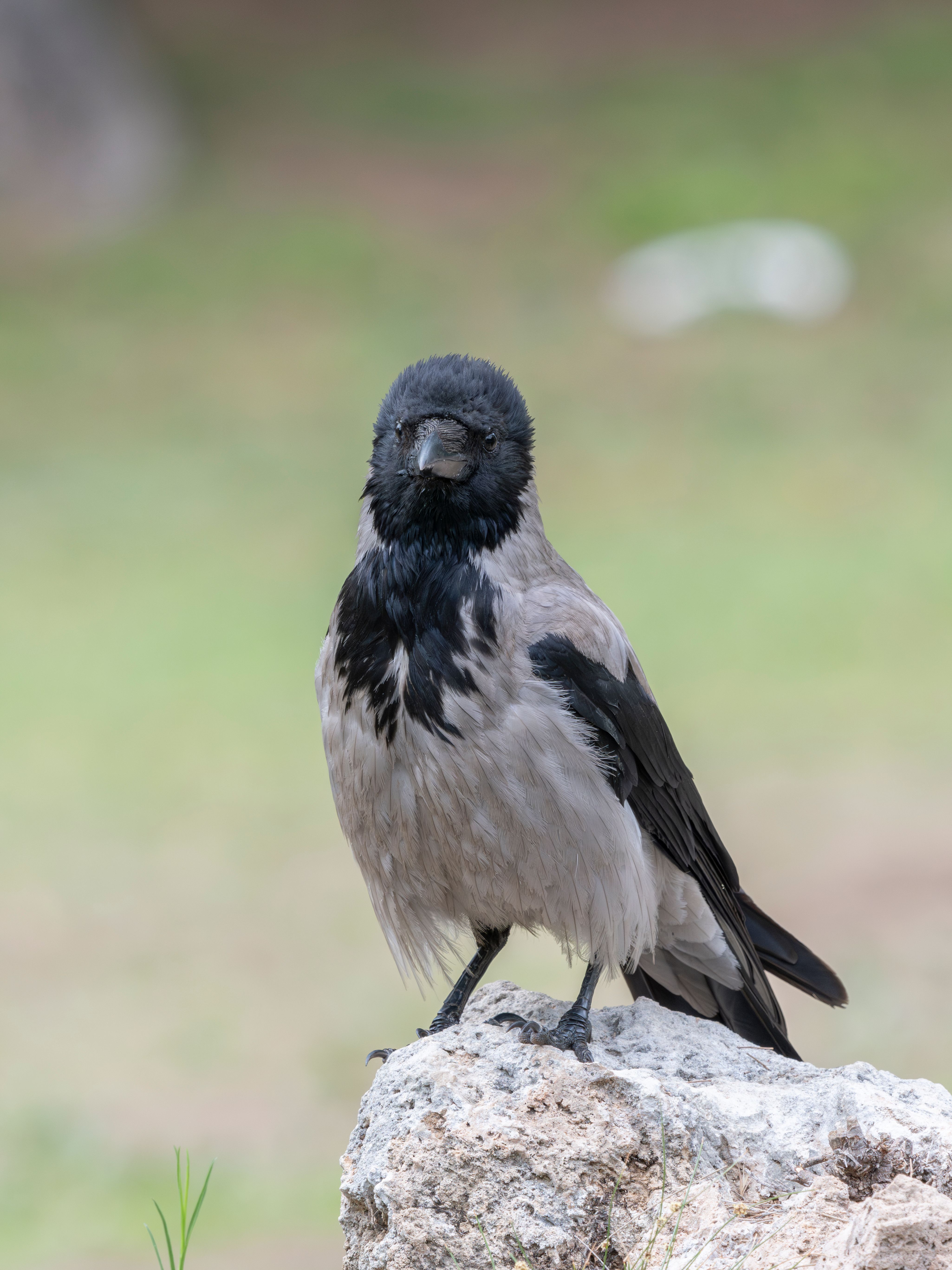 Close-up of a Hooded Crow on a Rock Outdoors · Free Stock Photo