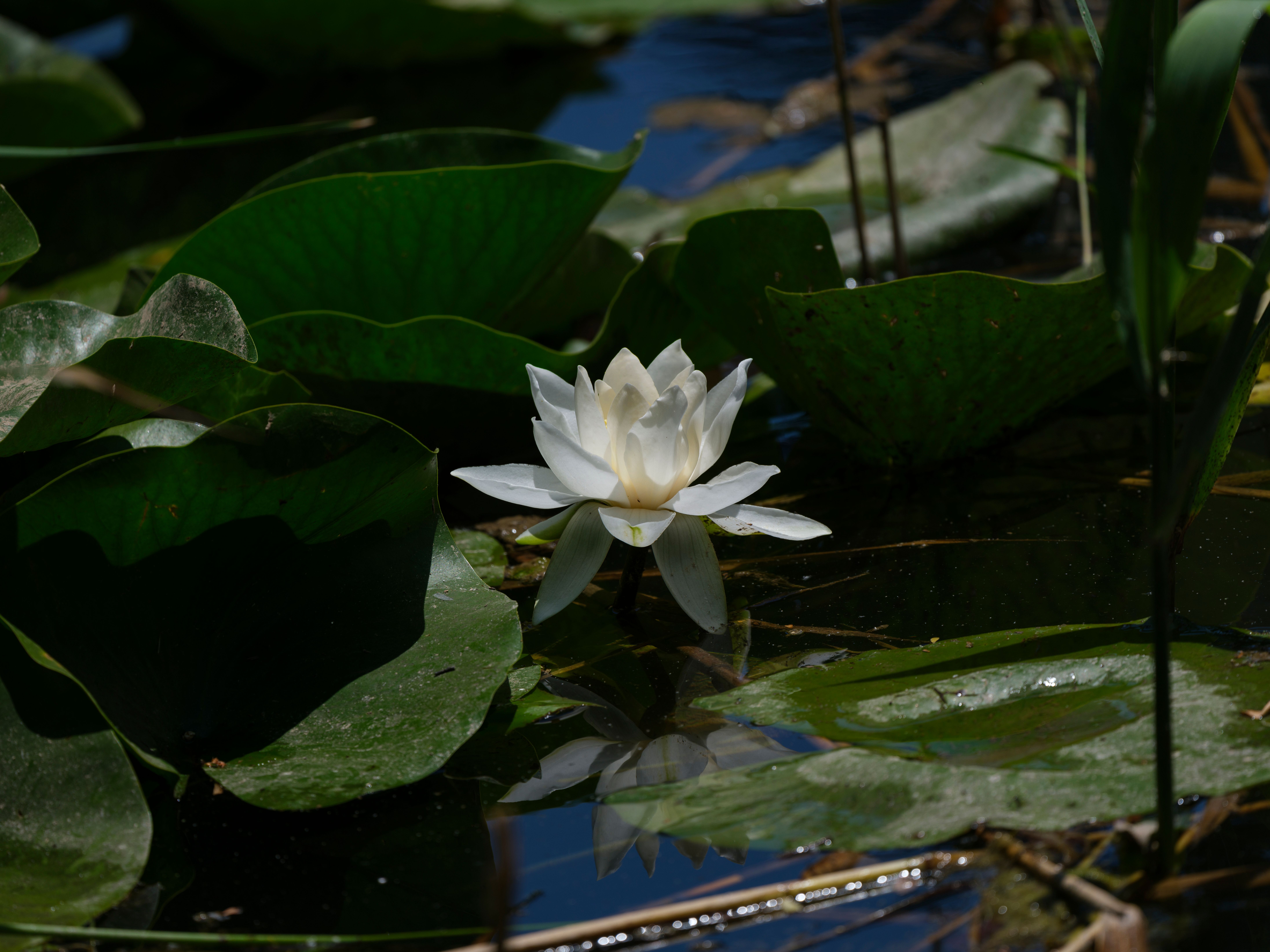 Lily Like Photos, Download The BEST Free Lily Like Stock Photos & HD Images