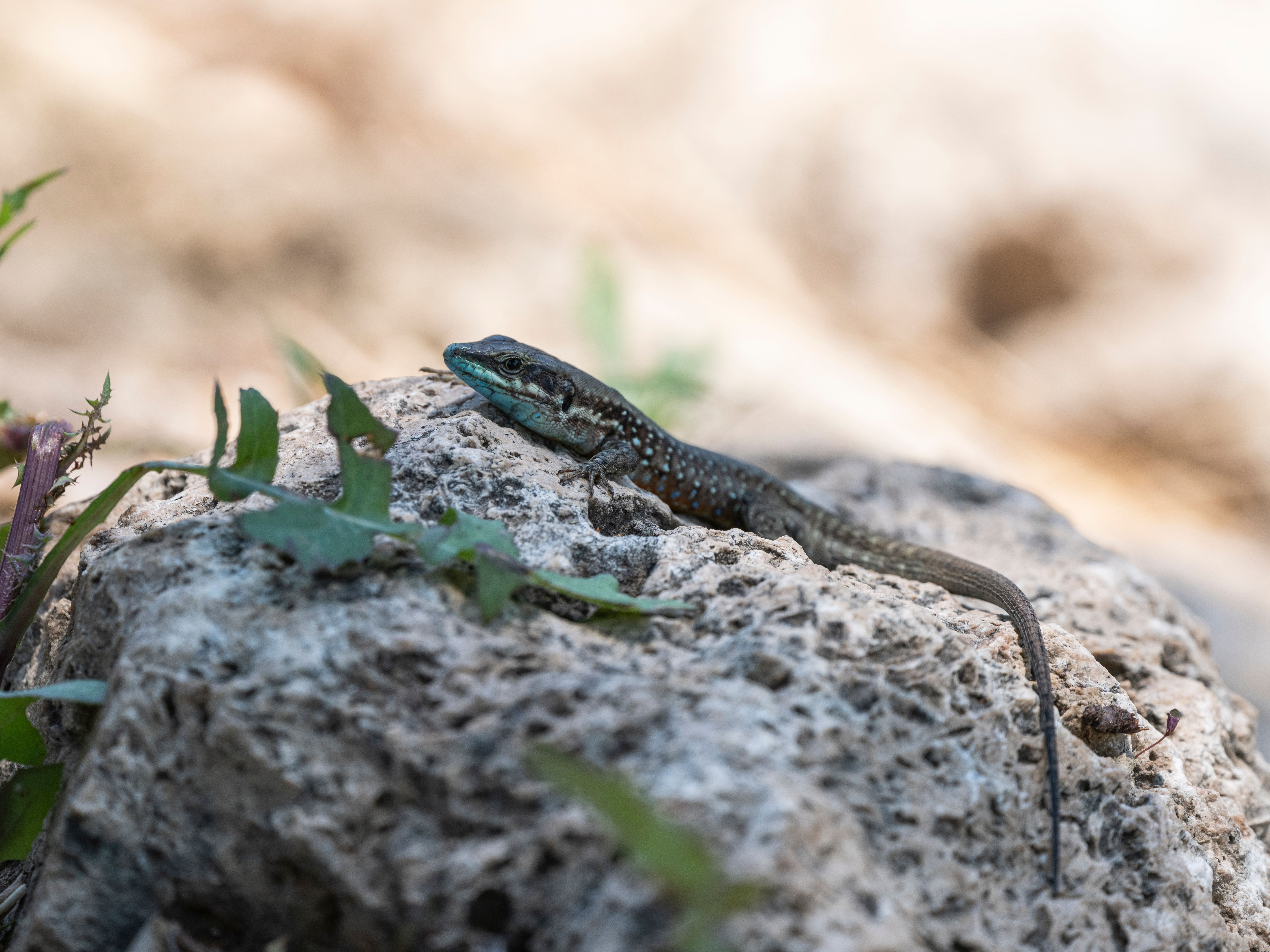Close-Up Photo of Lizard On Rock · Free Stock Photo
