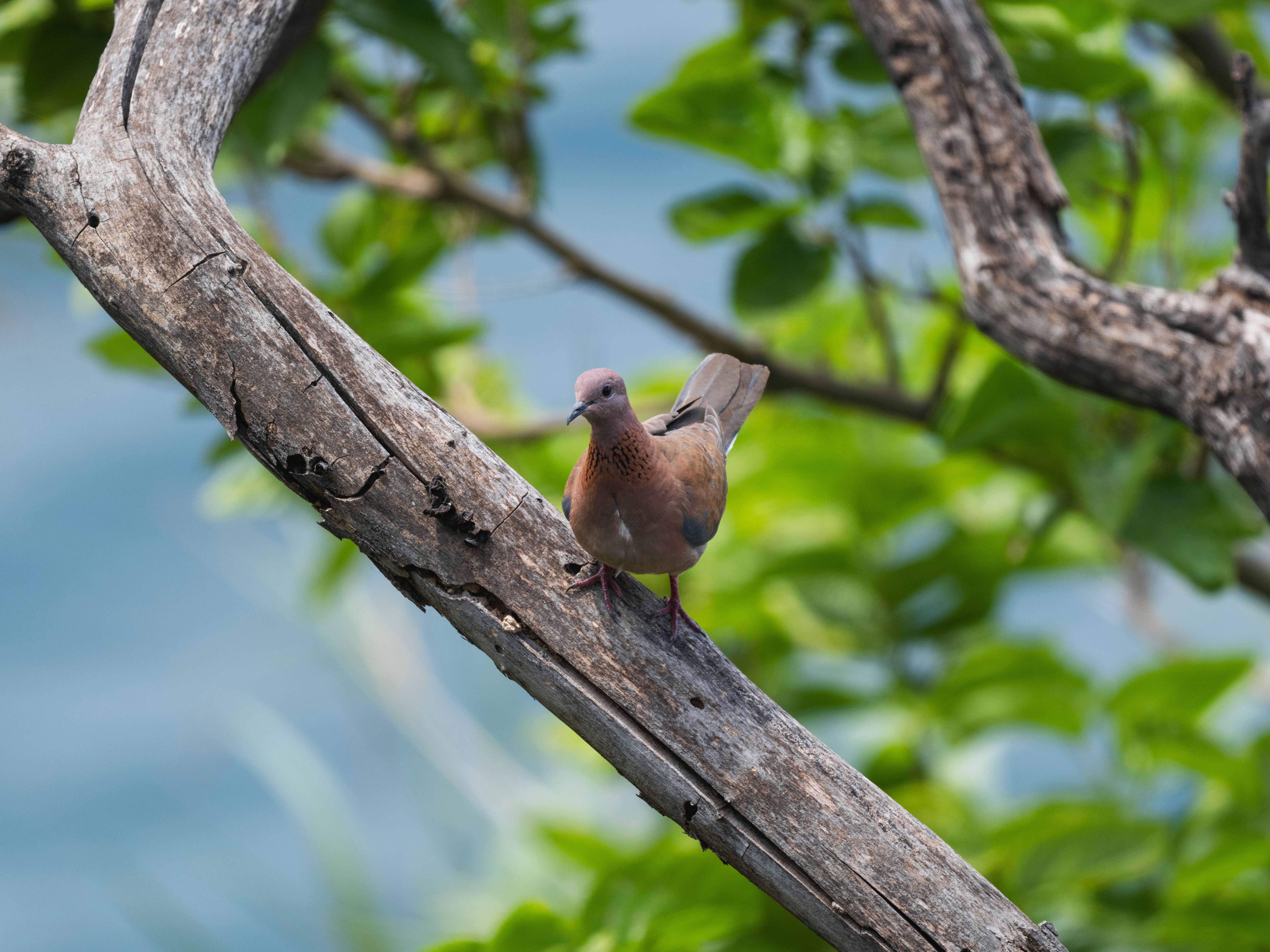 Dove Perched on Branch in Lush Greenery · Free Stock Photo