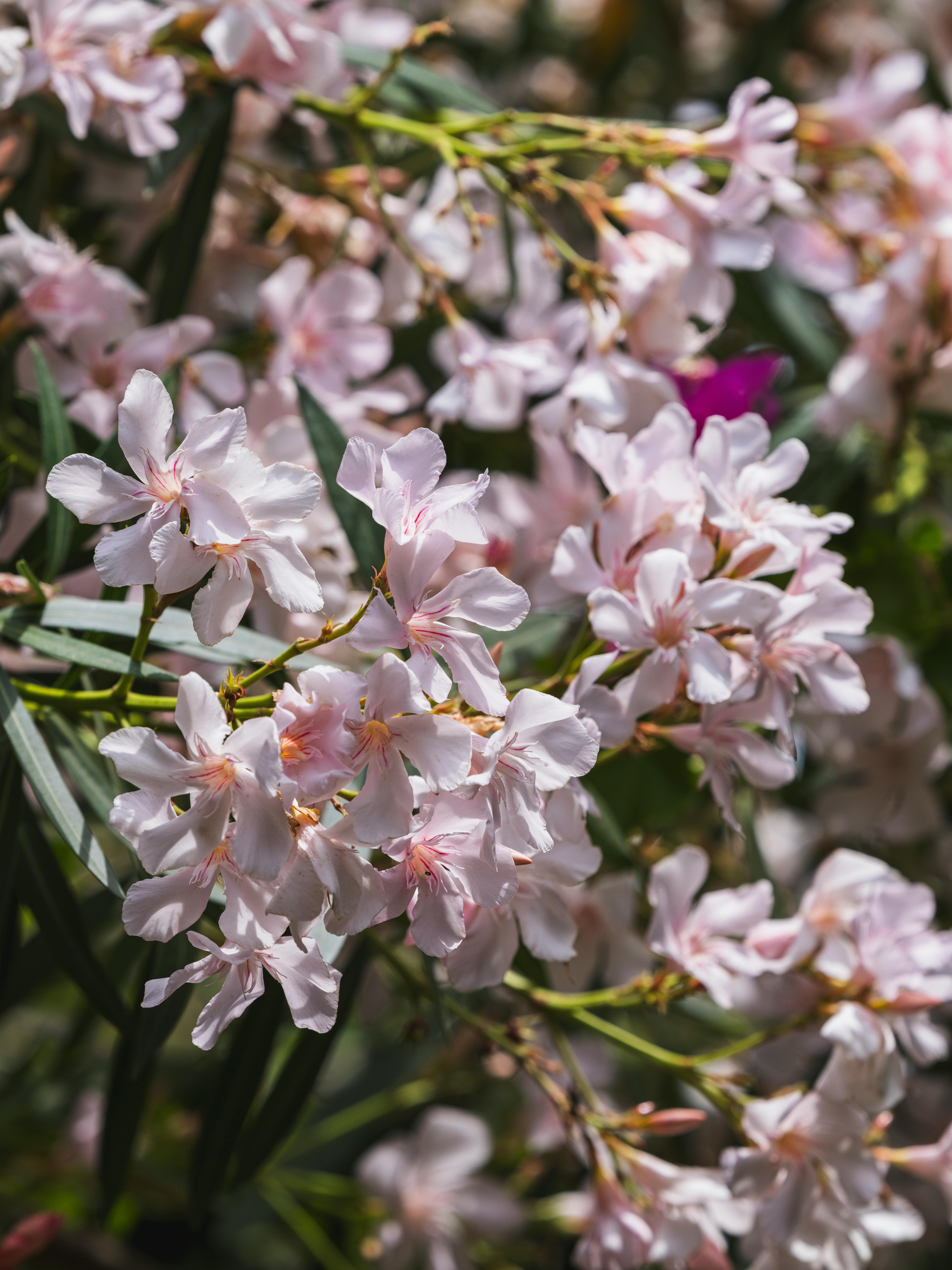 Pink Relaxing Photos, Download The BEST Free Pink Relaxing Stock Photos ...
