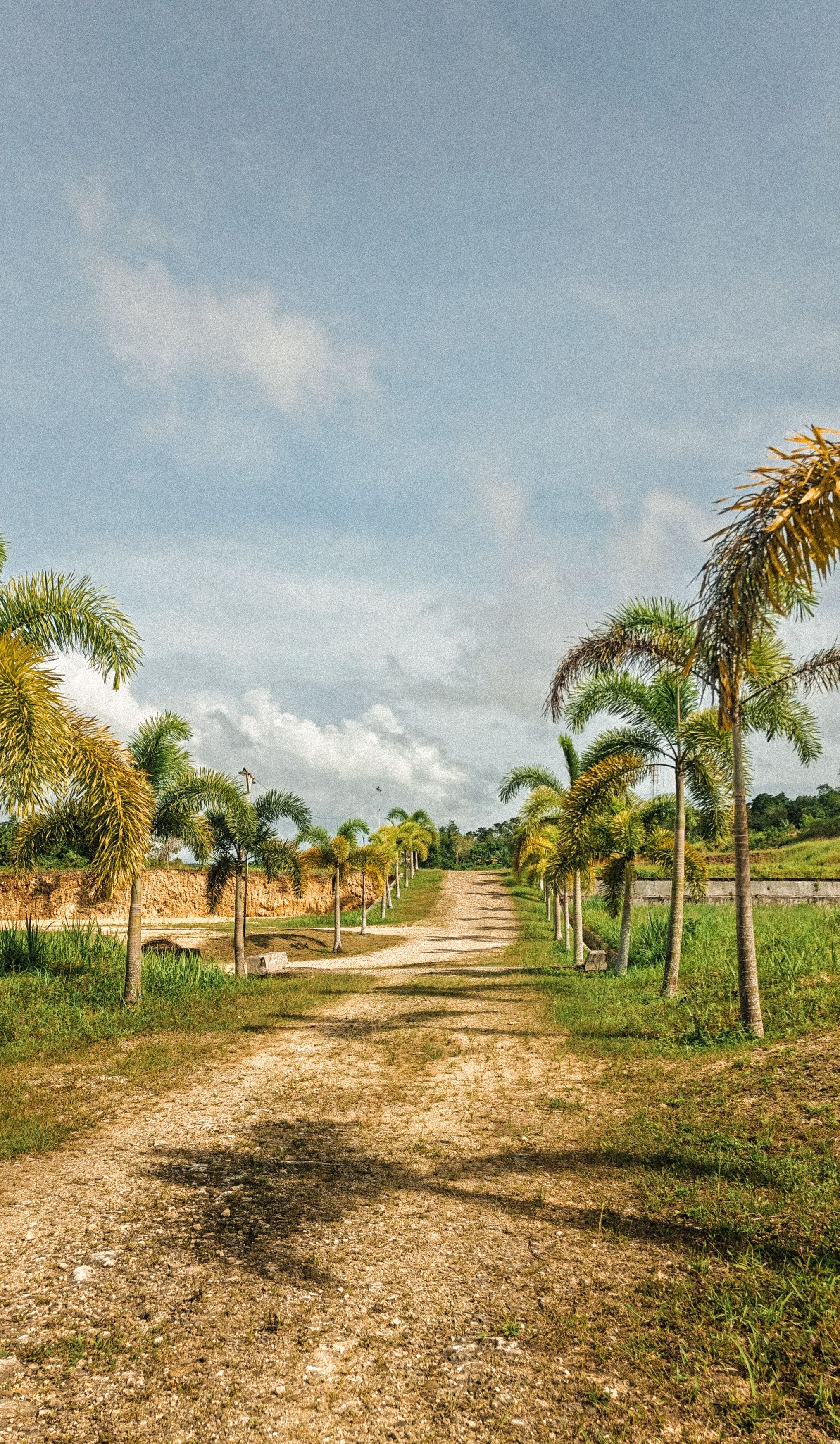 Scenic Palm Tree Pathway in Indonesia · Free Stock Photo