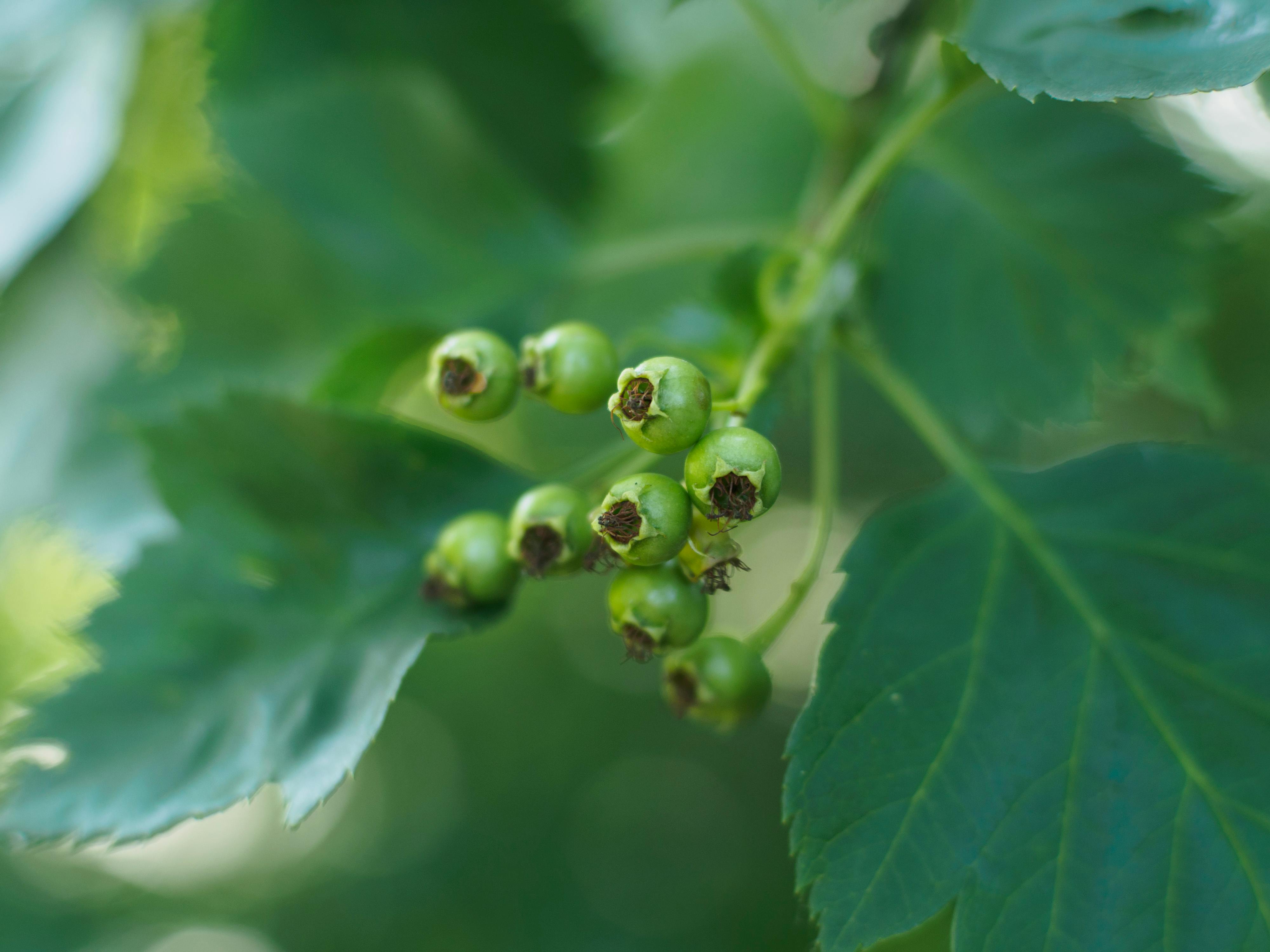 Yellow Round Cluster Fruit Close Up Photography · Free Stock Photo