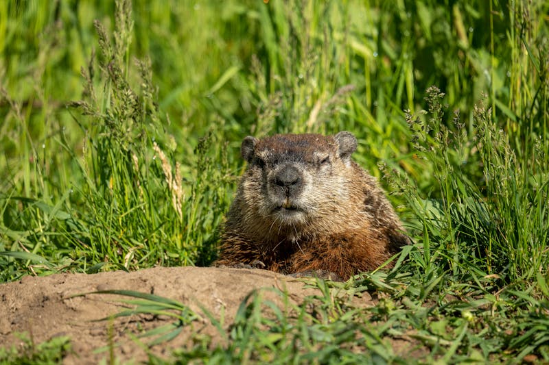 Groundhog Photos, Download The BEST Free Groundhog Stock Photos & HD Images