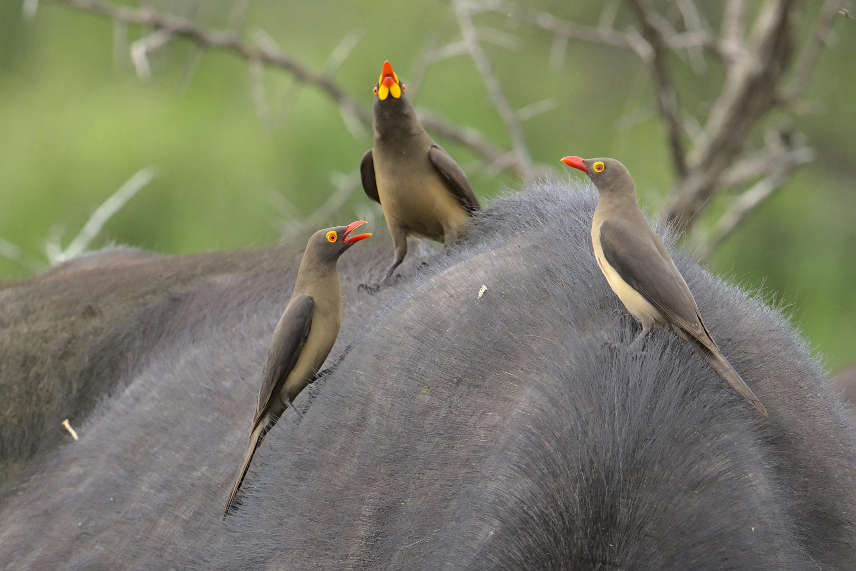 Red-Billed Oxpeckers on Animal in Kruger Park · Free Stock Photo