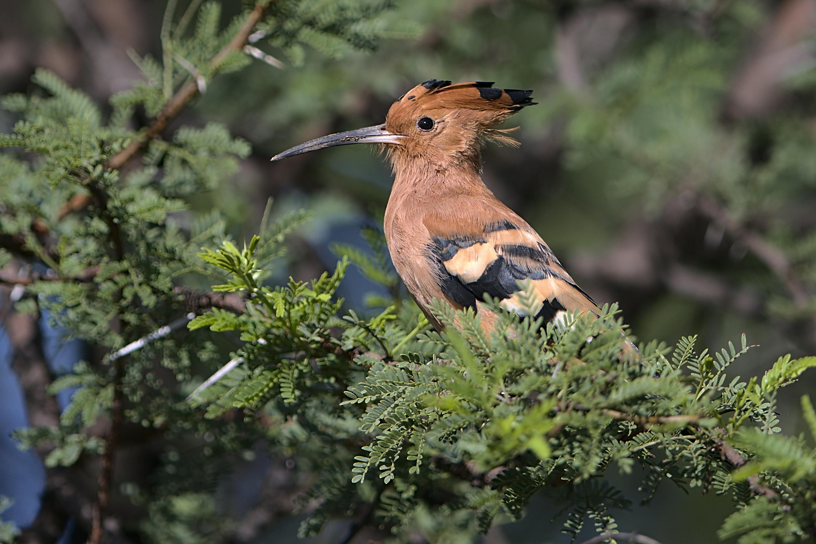 Biodiversity Photos, Download The BEST Free Biodiversity Stock Photos ...