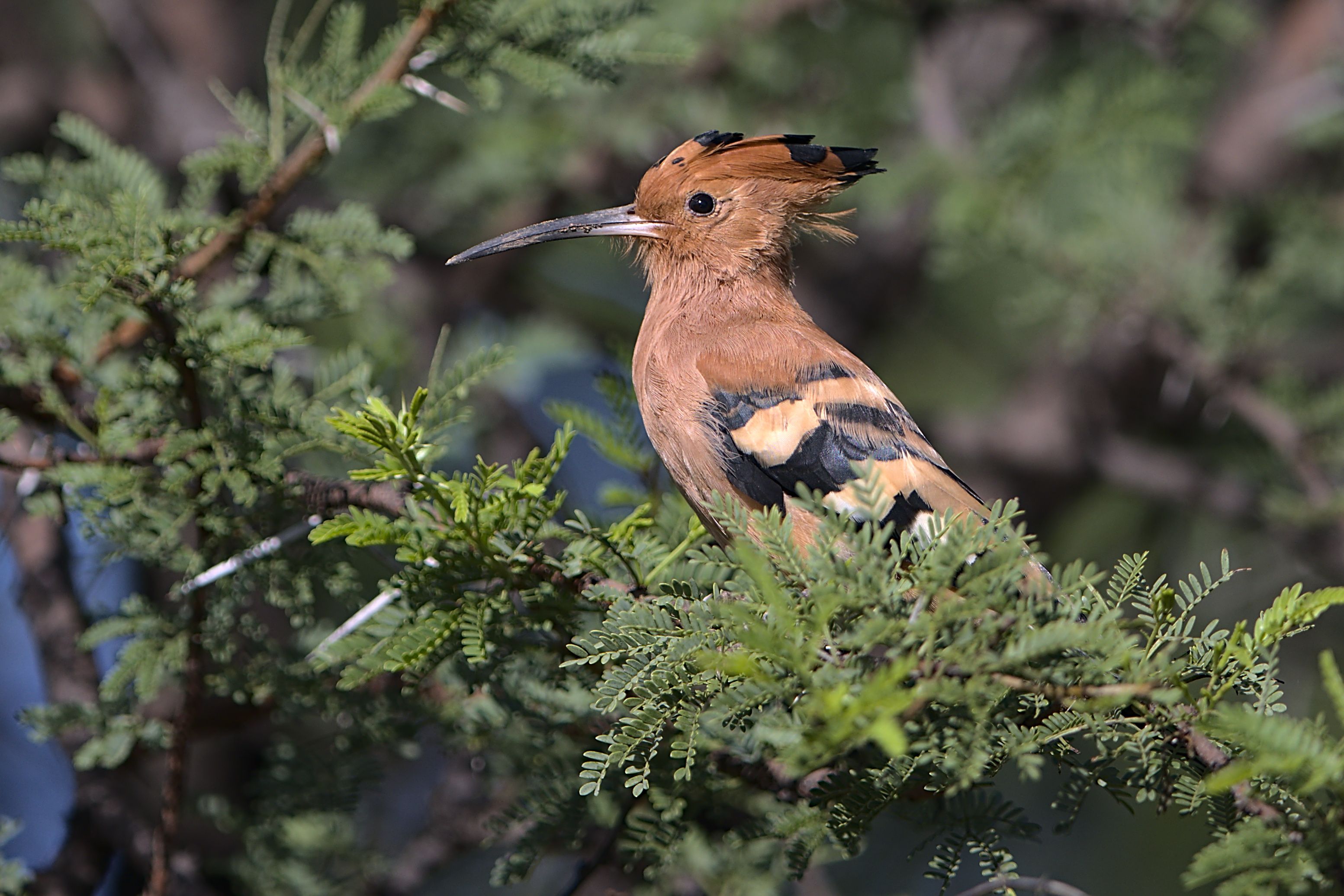 Elegant African Hoopoe Perched in Natural Habitat · Free Stock Photo