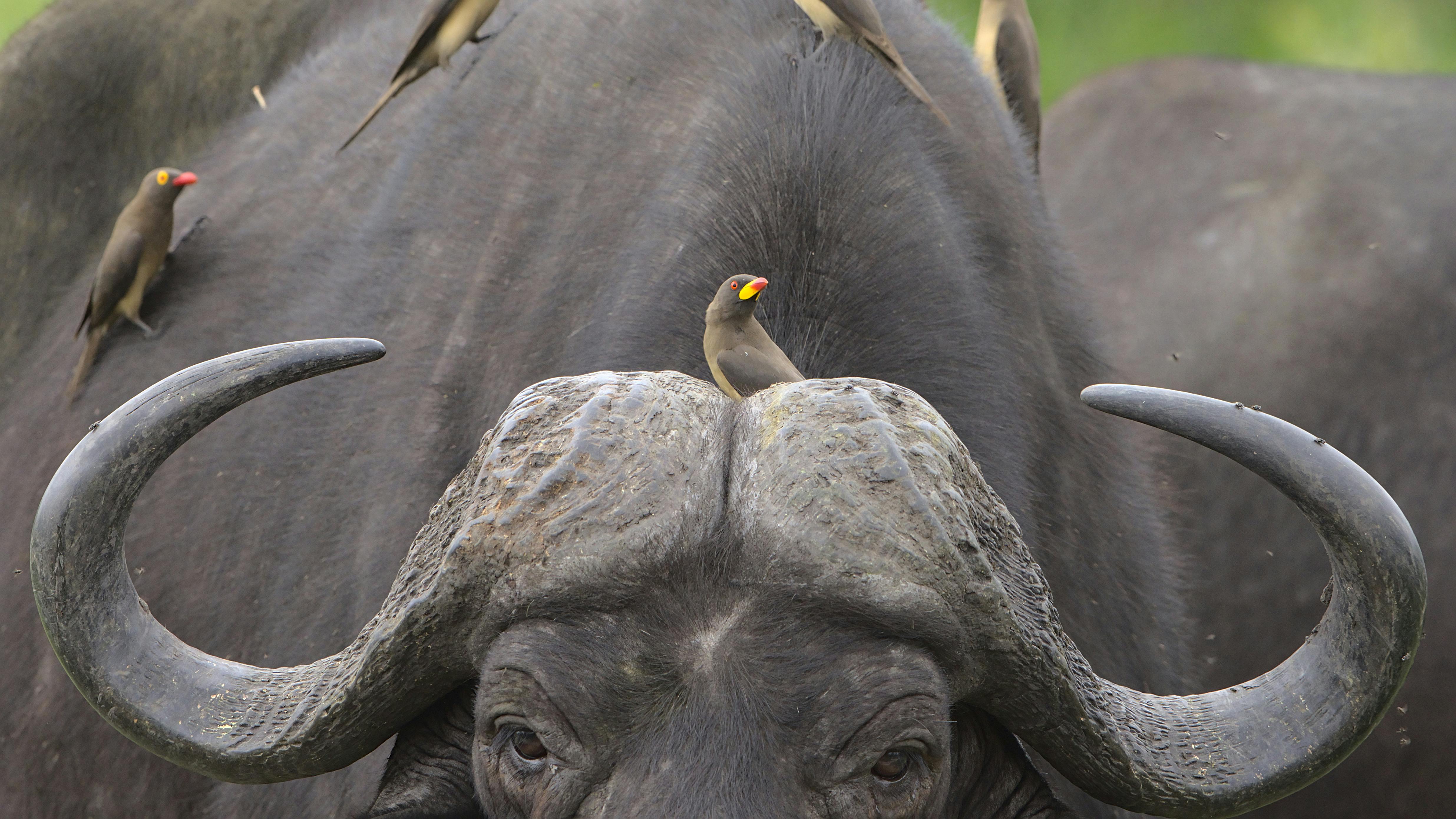 Yellow-billed Oxpeckers on African Buffalo · Free Stock Photo