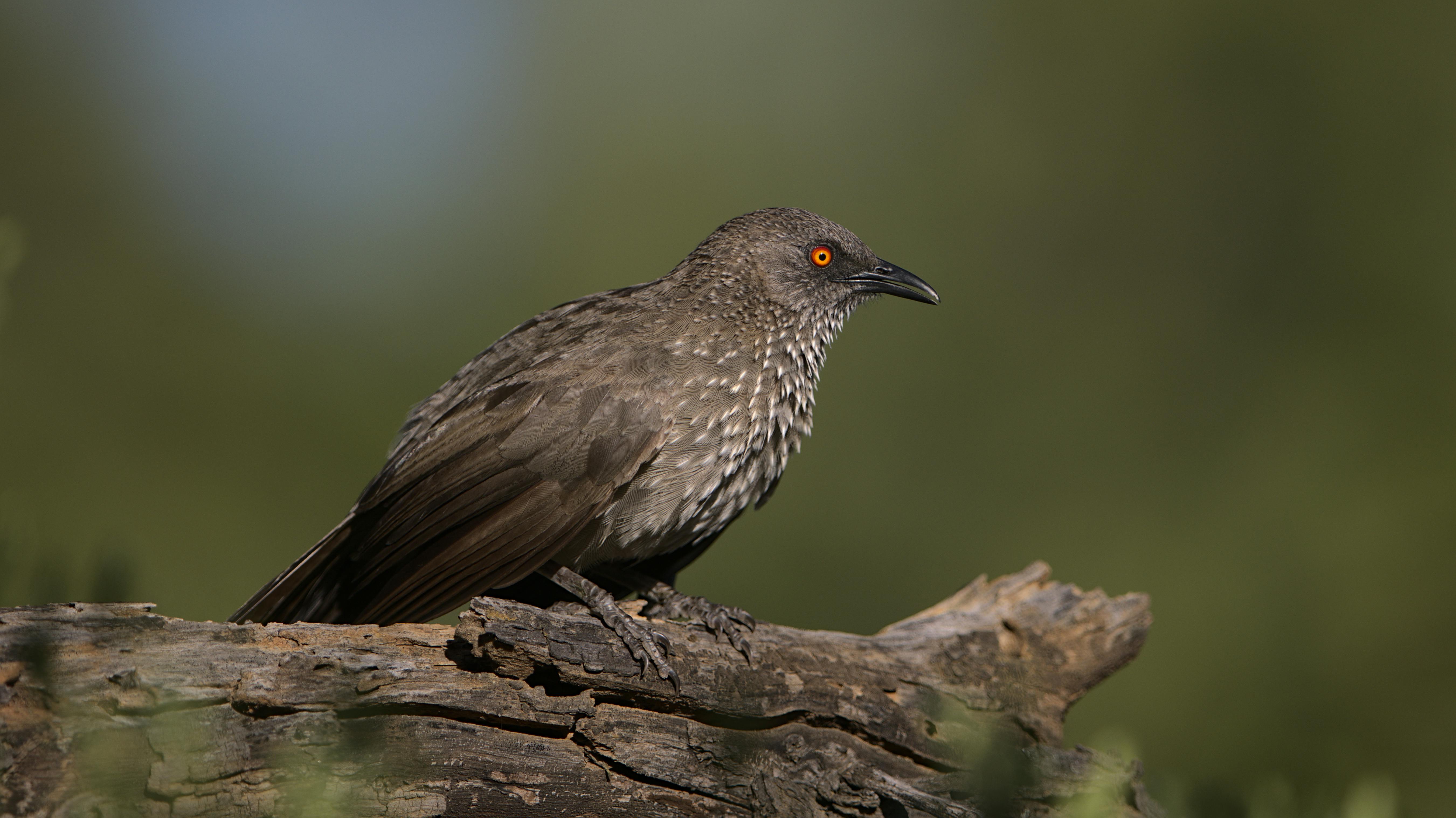 Nude+Caning+Marks Photos, Download The BEST Free Nude+Caning+Marks ...