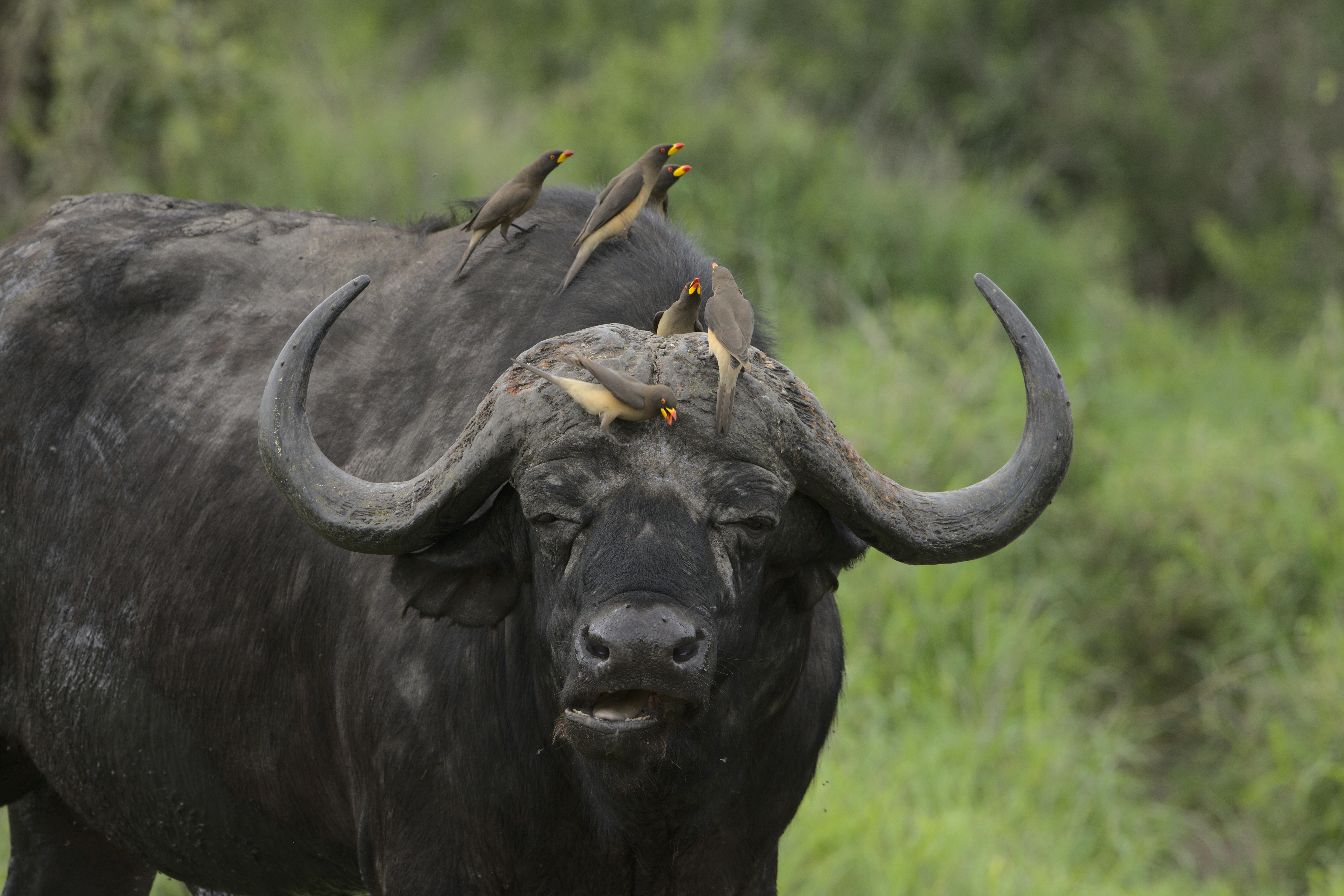 Pikok Bird Photos, Download The BEST Free Pikok Bird Stock Photos & HD ...