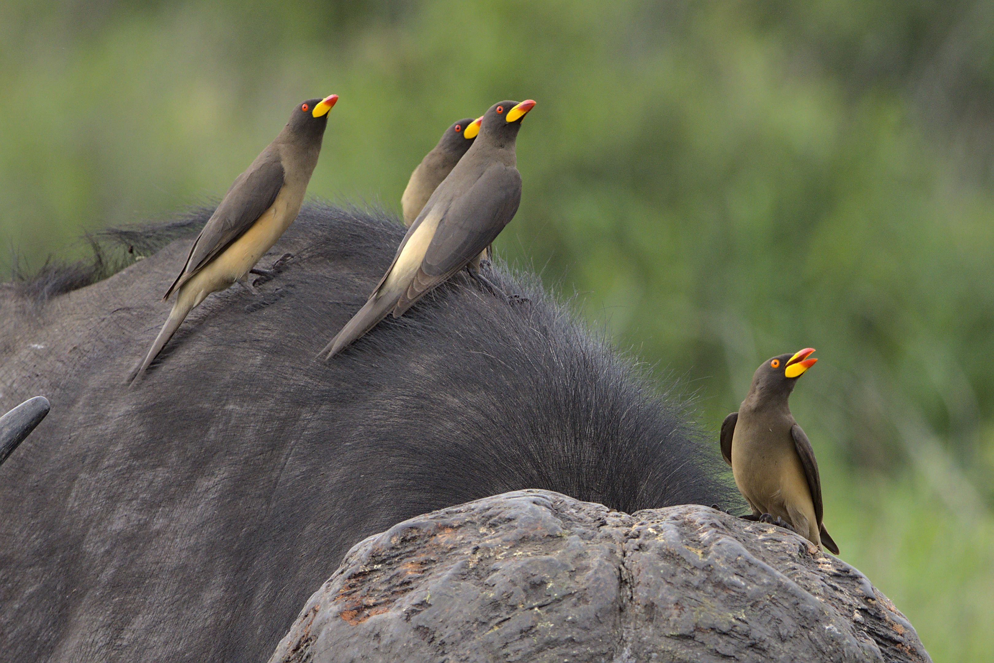 Yellow-billed Oxpeckers on African Buffalo · Free Stock Photo
