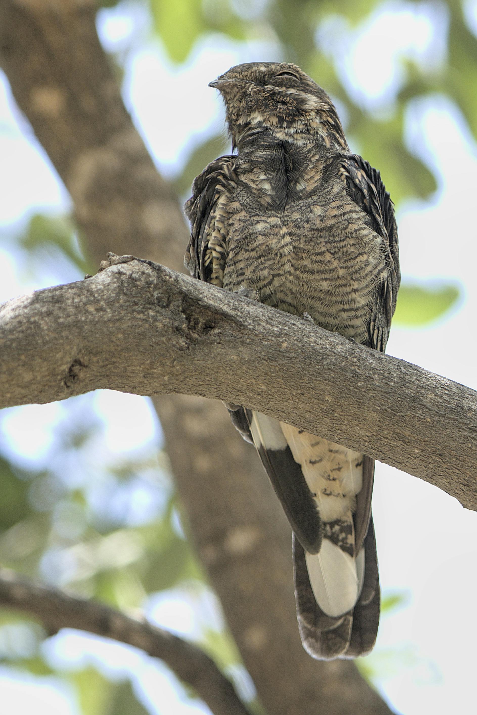 Chirping European Nightjar on a Tree Branch · Free Stock Photo