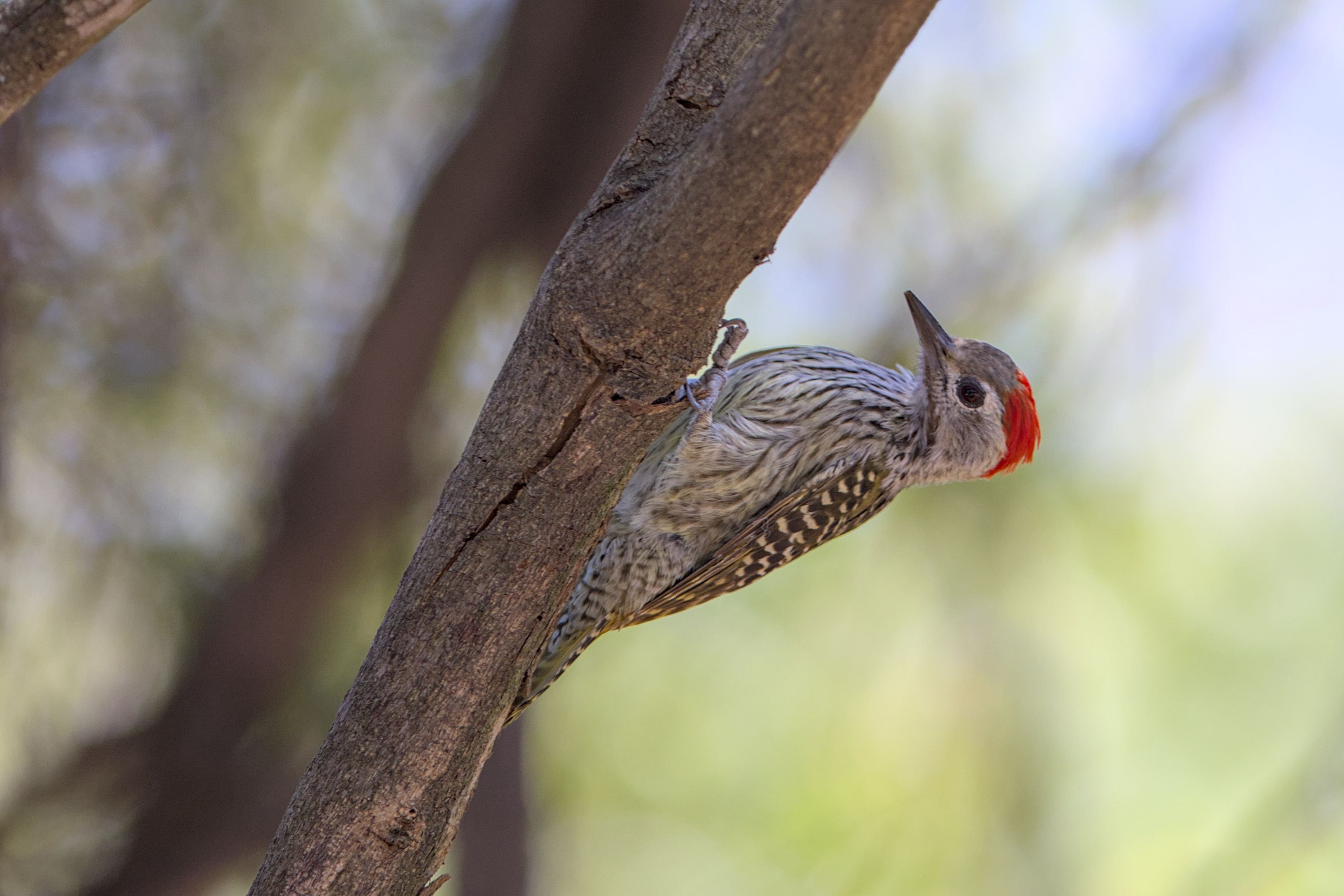 Pájaro Carpintero Cardenal En Una Rama De árbol En Sudáfrica · Foto de ...