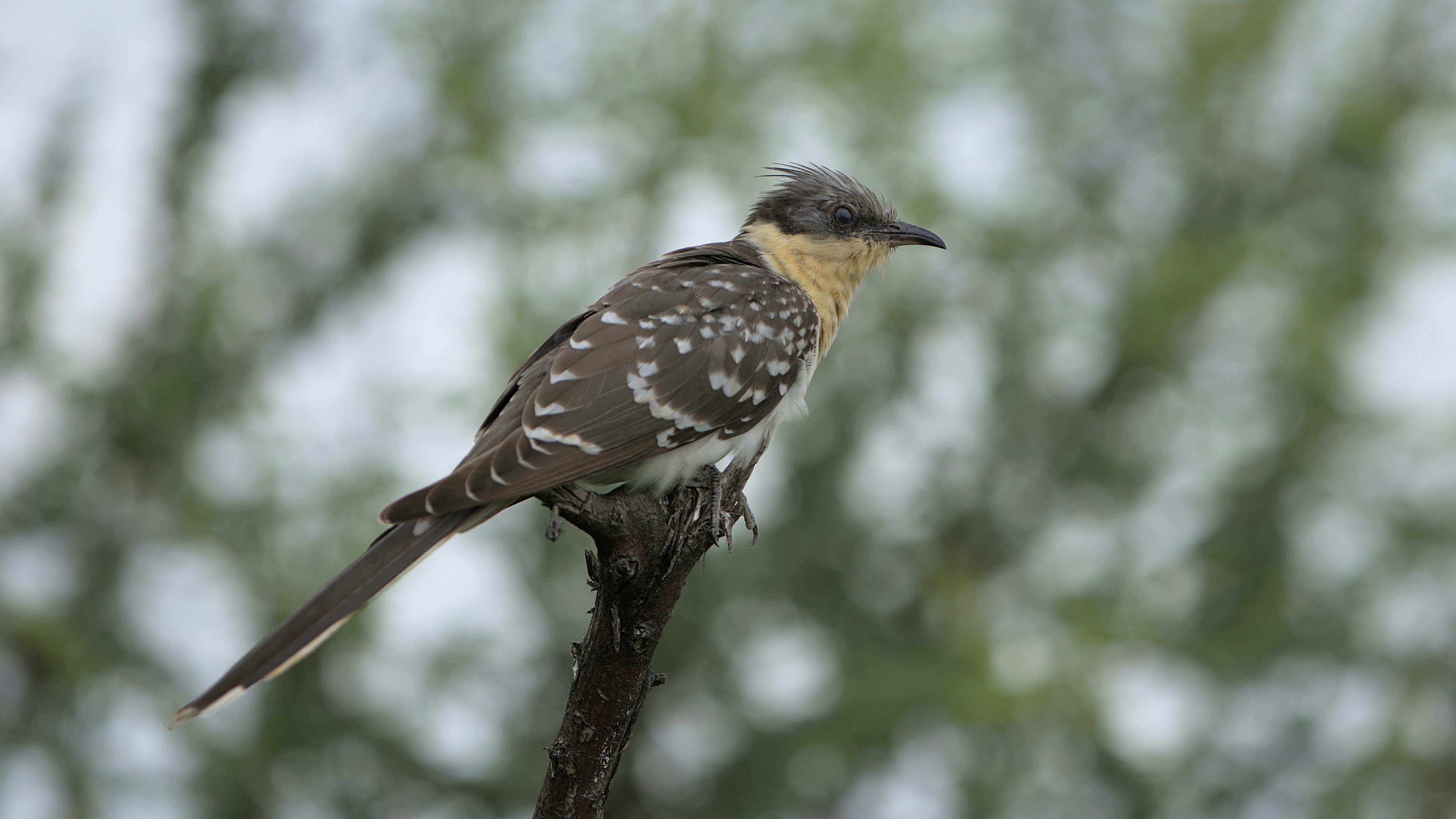 Great Spotted Cuckoo Perched in South Africa · Free Stock Photo