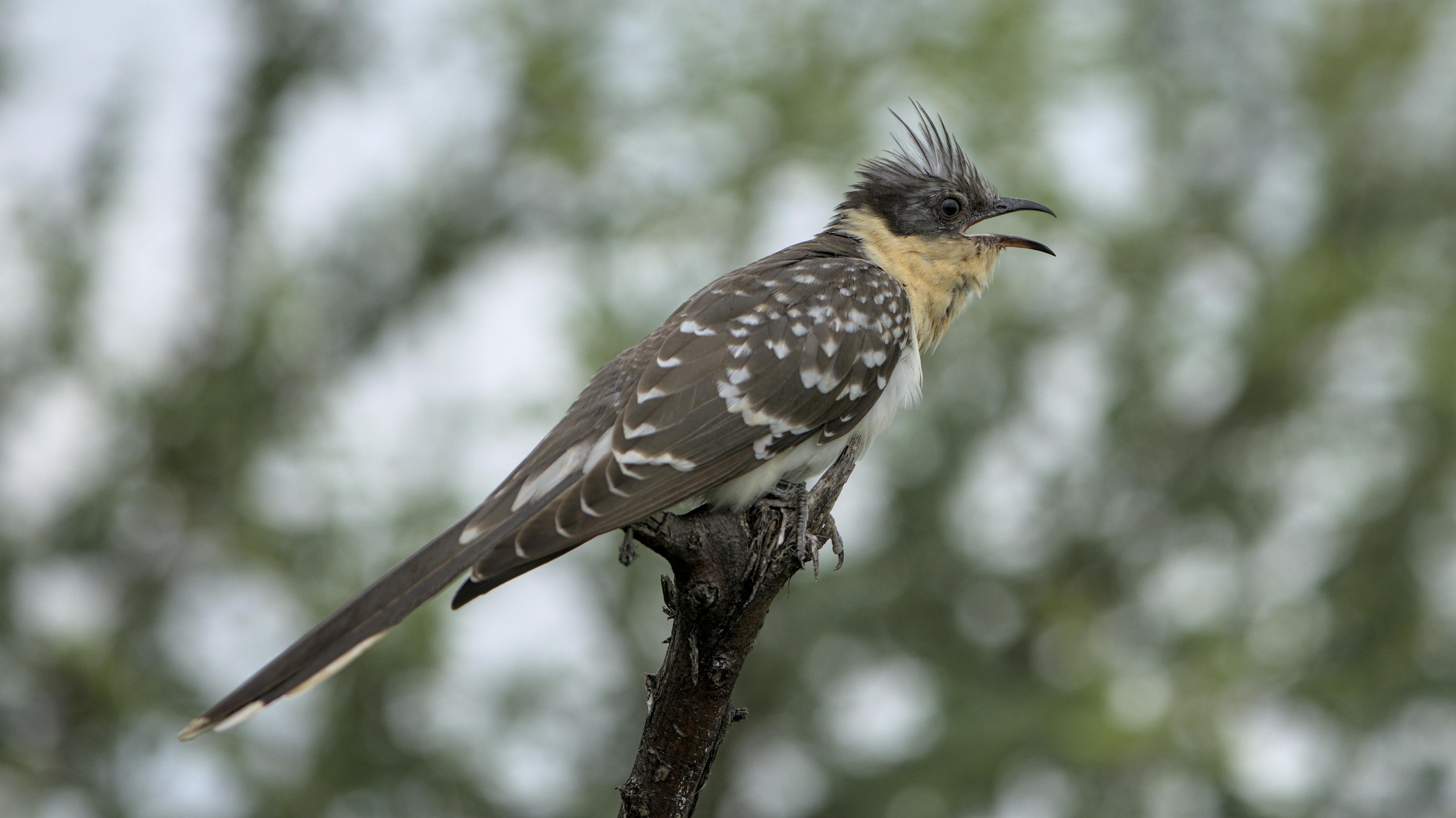 Great Spotted Cuckoo on a Branch Outdoors · Free Stock Photo
