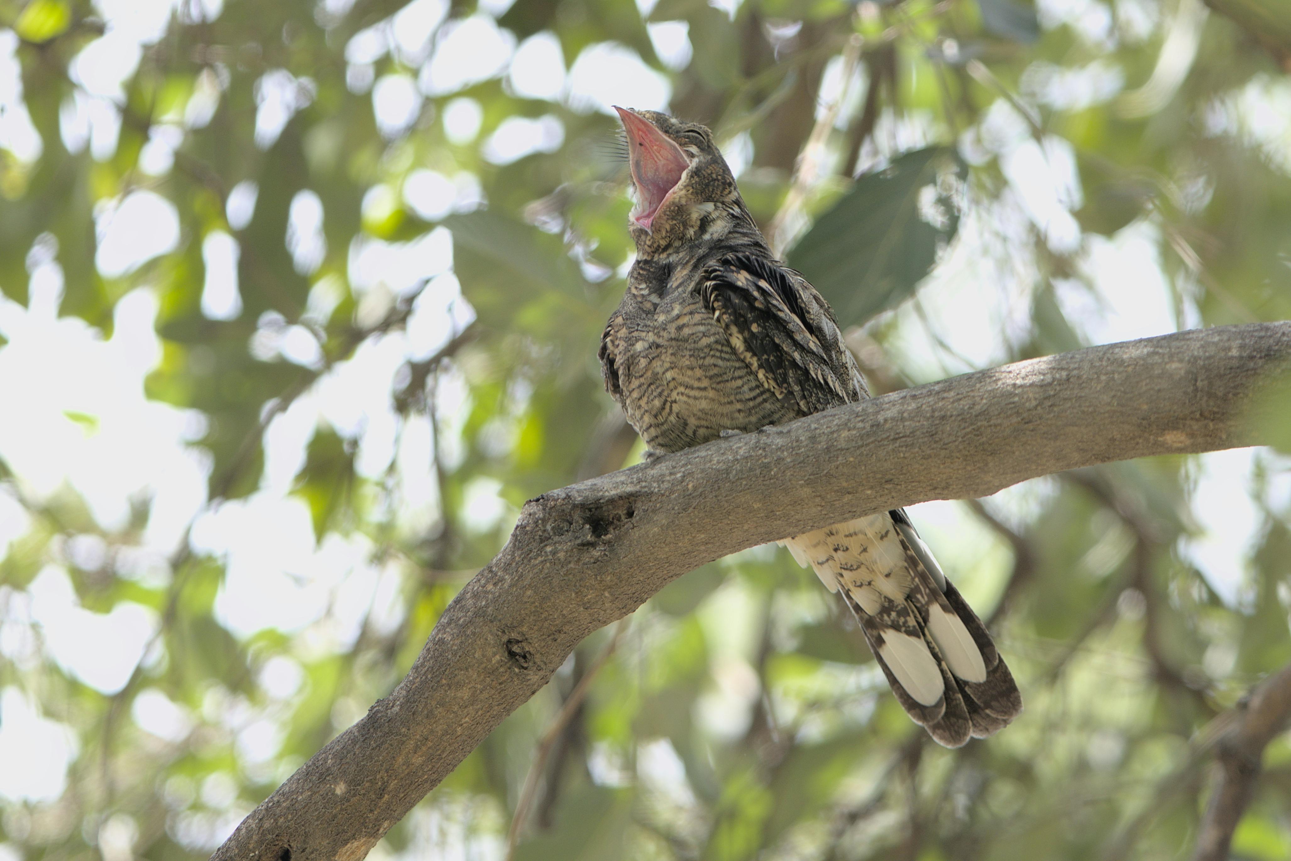 Chirping European Nightjar on a Tree Branch · Free Stock Photo