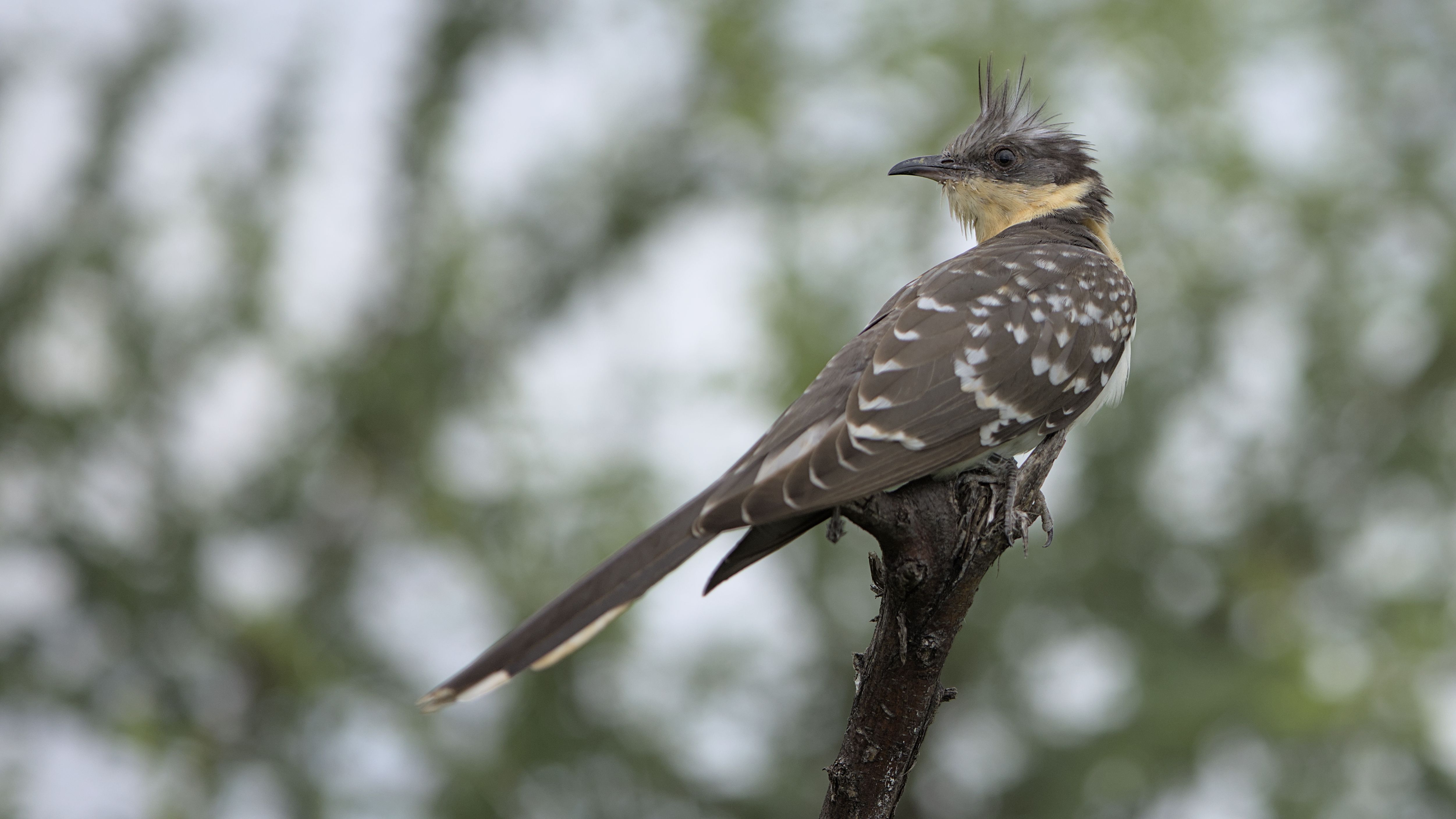 Great Spotted Cuckoo Perched in South Africa · Free Stock Photo