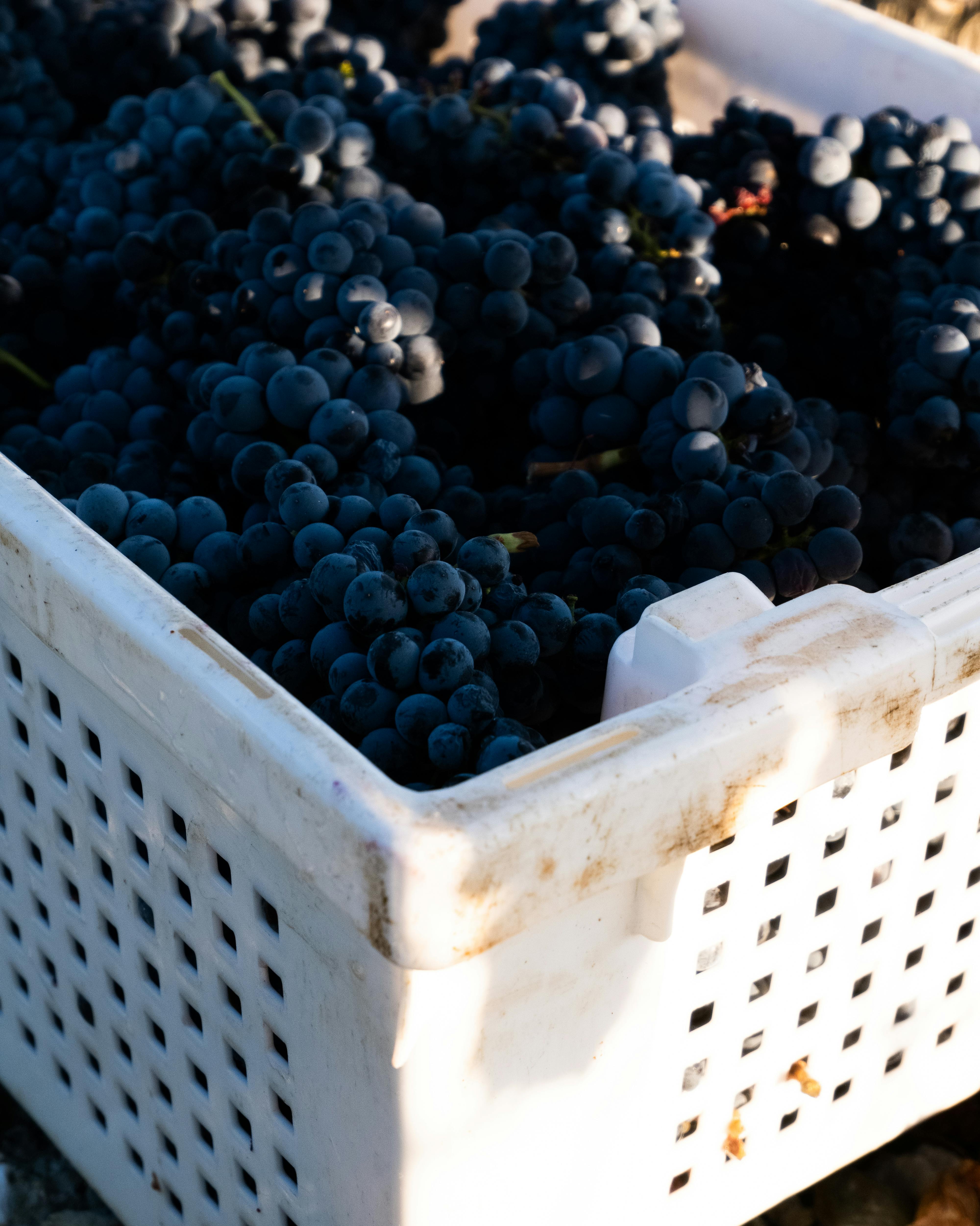 Freshly Harvested Grapes in Portugal Vineyard · Free Stock Photo