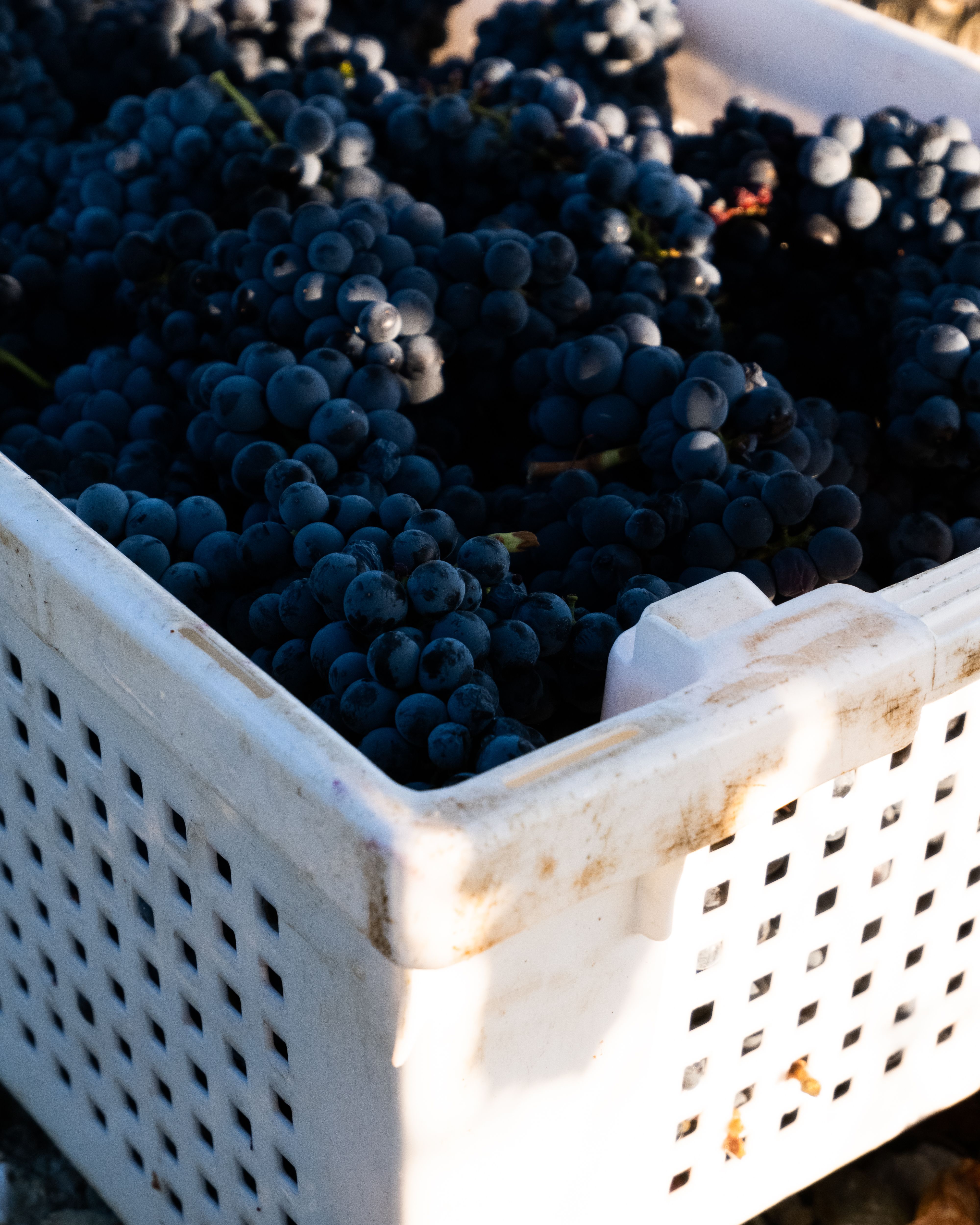 Freshly Harvested Grapes in Portugal Vineyard · Free Stock Photo
