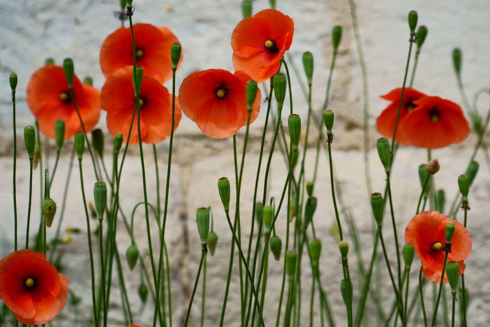 Red Poppies Photos, Download The BEST Free Red Poppies Stock Photos ...