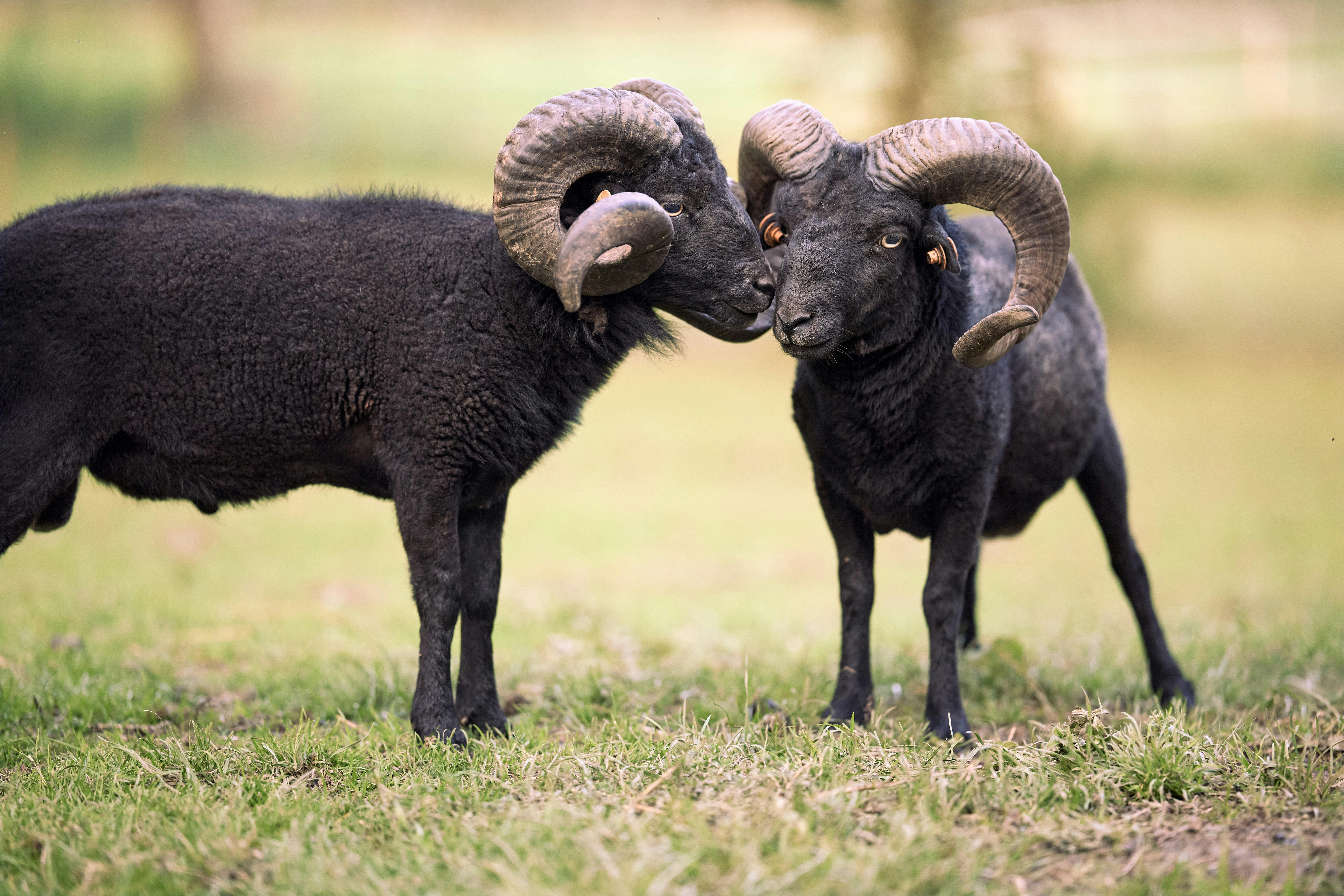 Black Rams in Pasture Displaying Interaction · Free Stock Photo