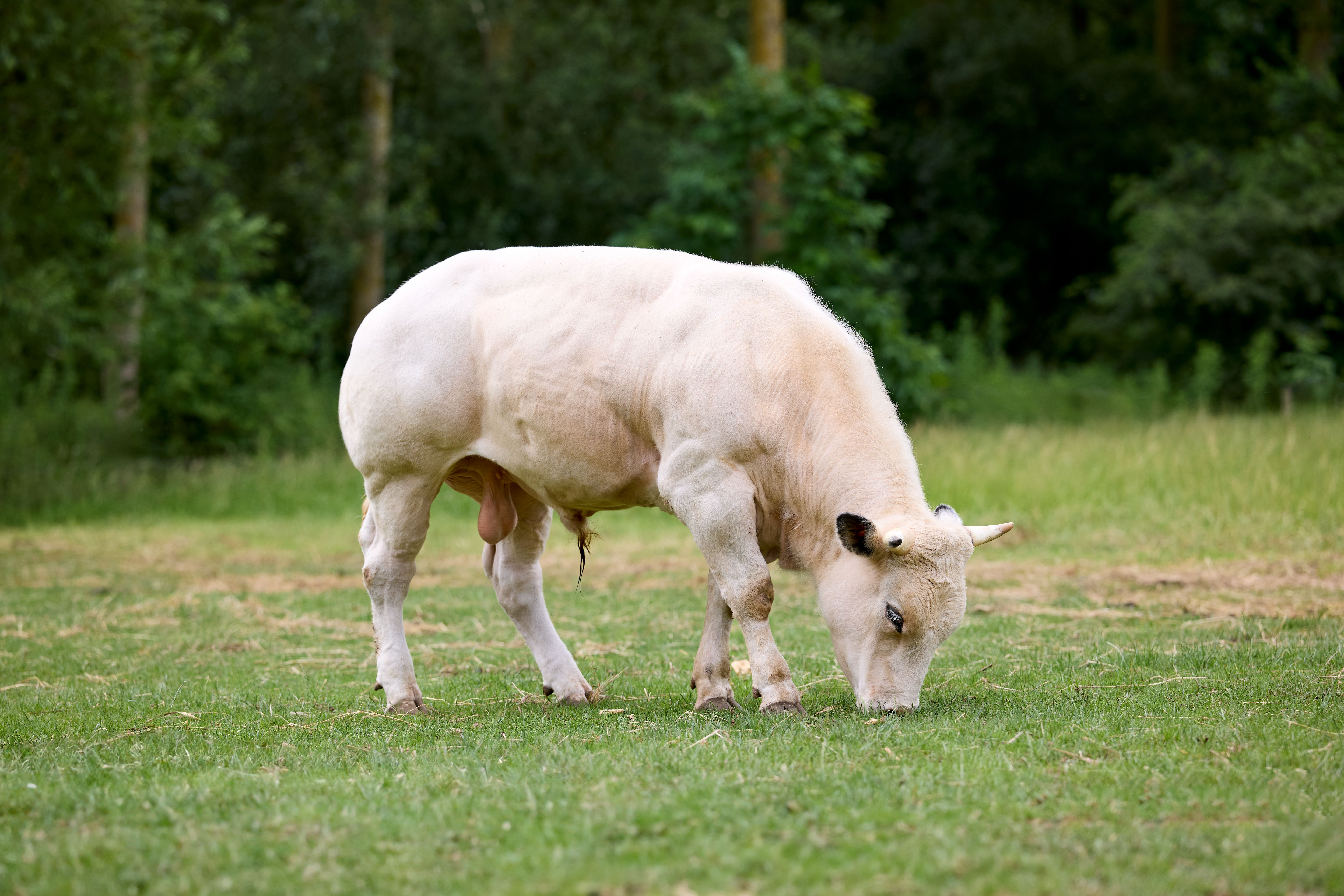 Beef Cow Eating Photos, Download The BEST Free Beef Cow Eating Stock ...