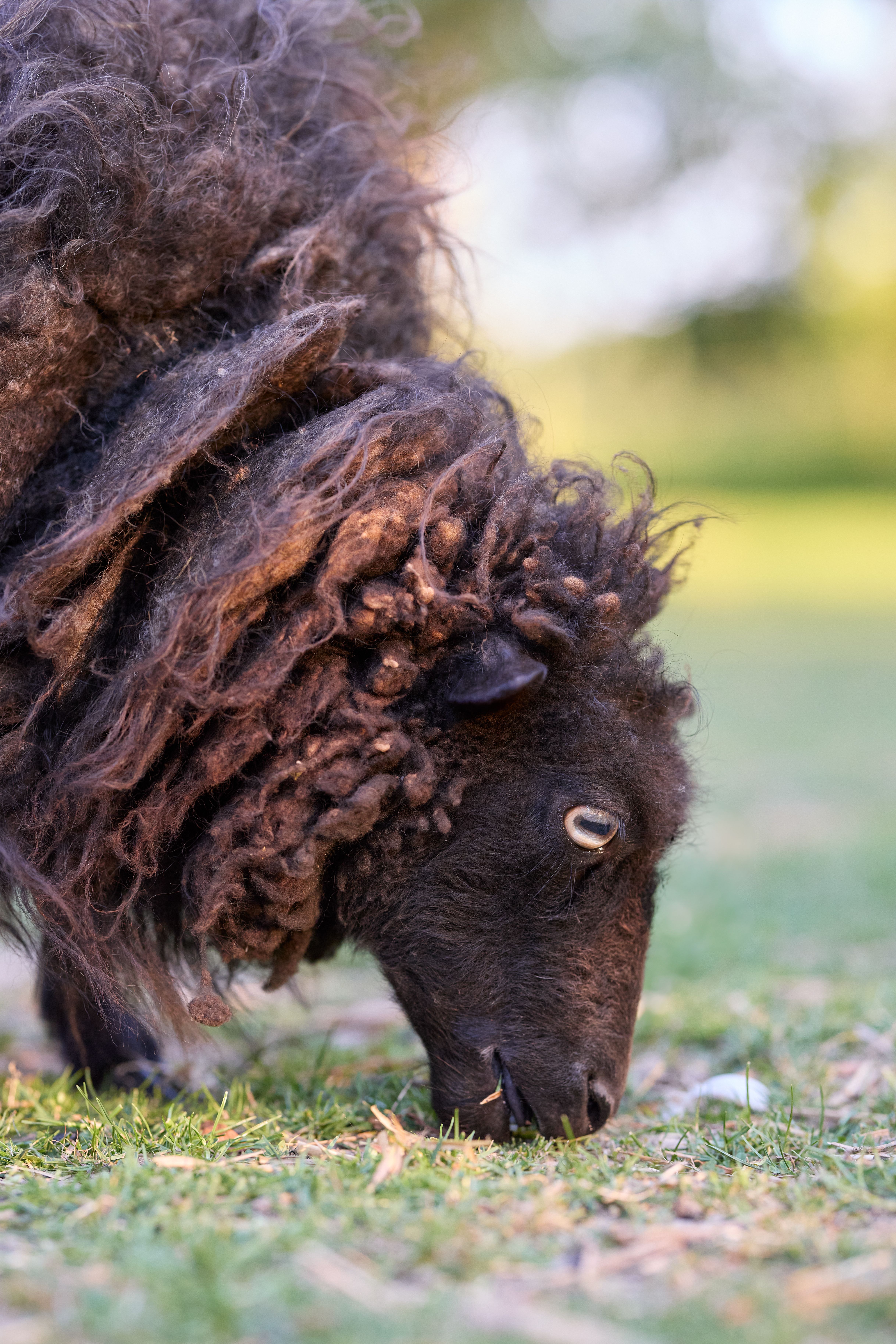 Close-up of Black Sheep Grazing in Field · Free Stock Photo