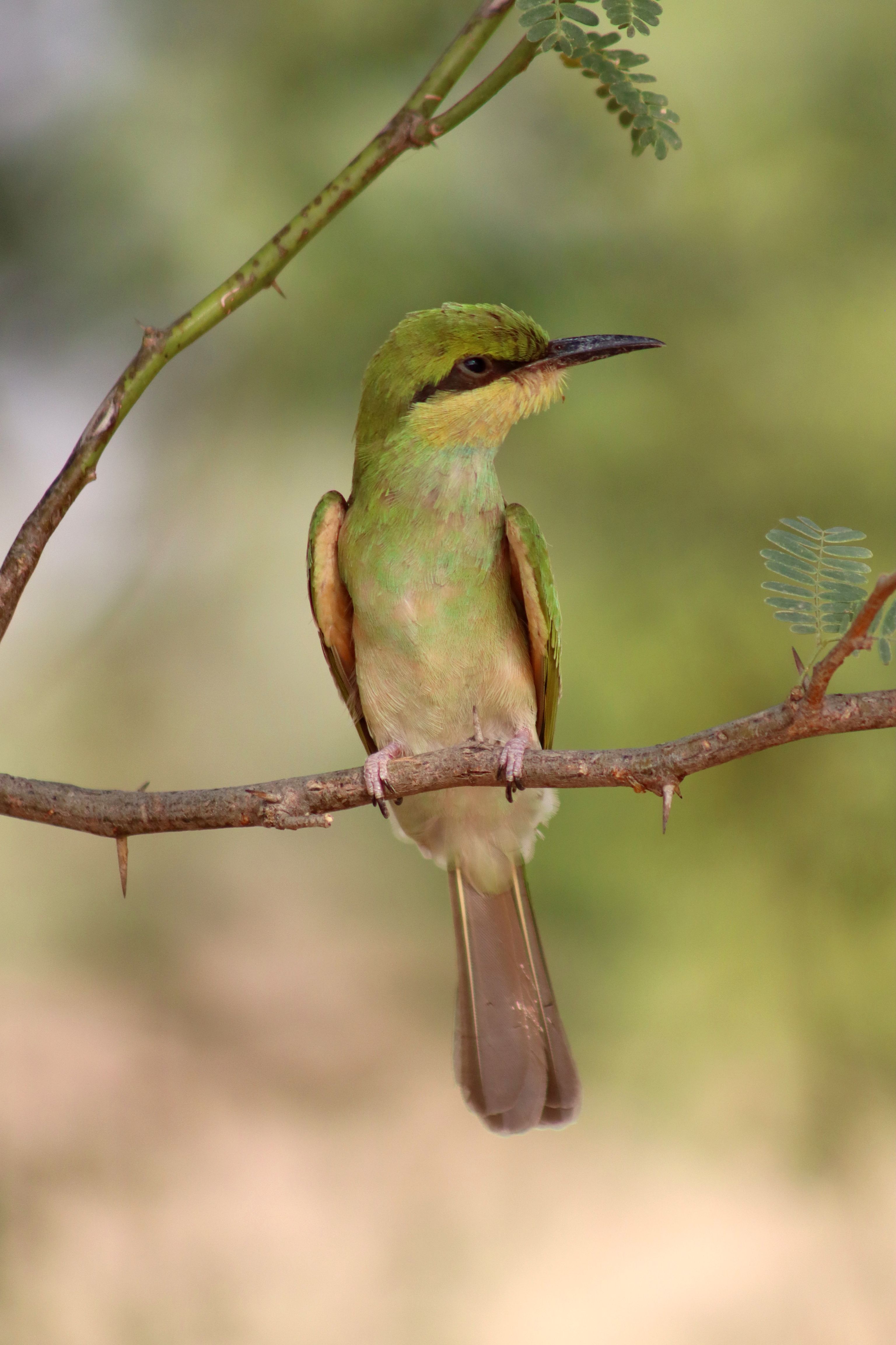 Green Bird · Free Stock Photo