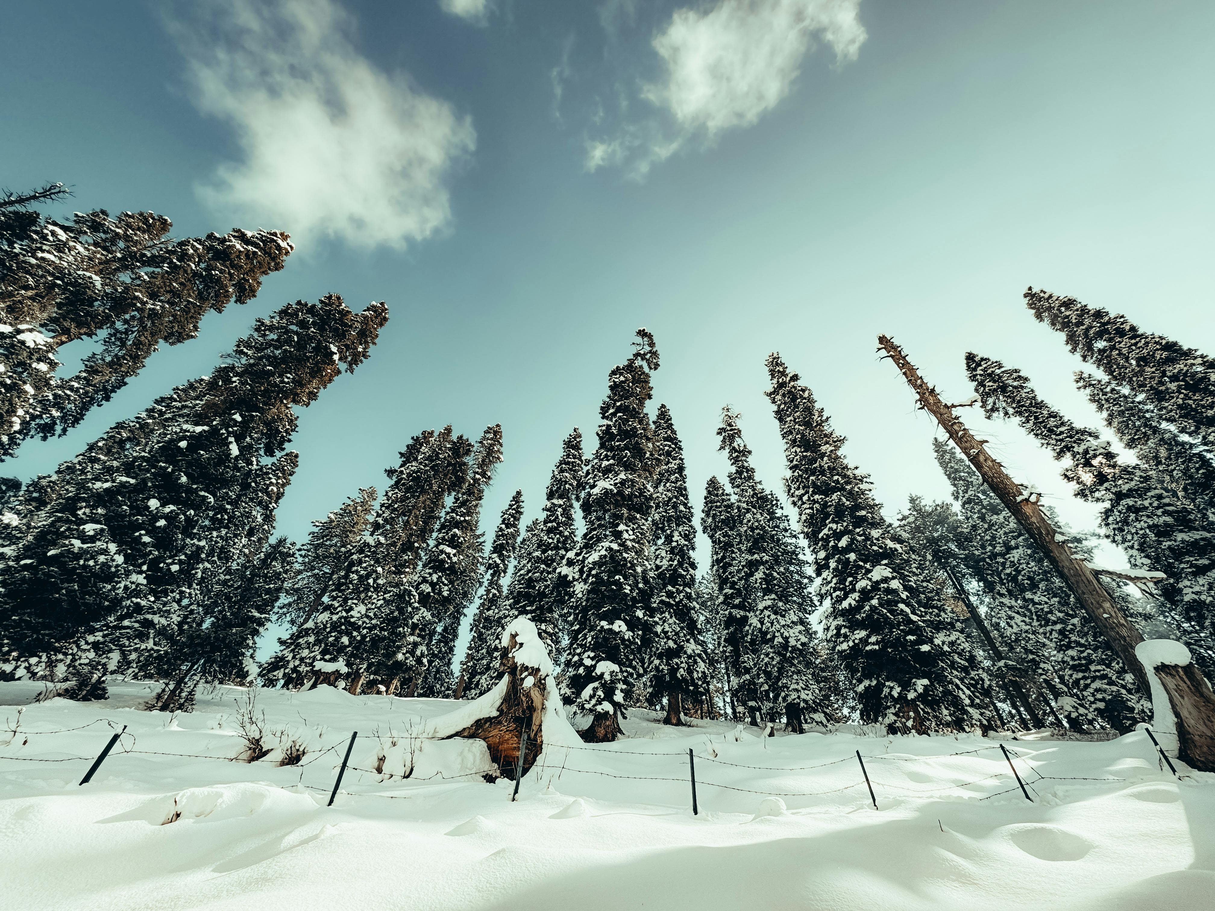 Tree Line Photos, Download The BEST Free Tree Line Stock Photos & HD Images