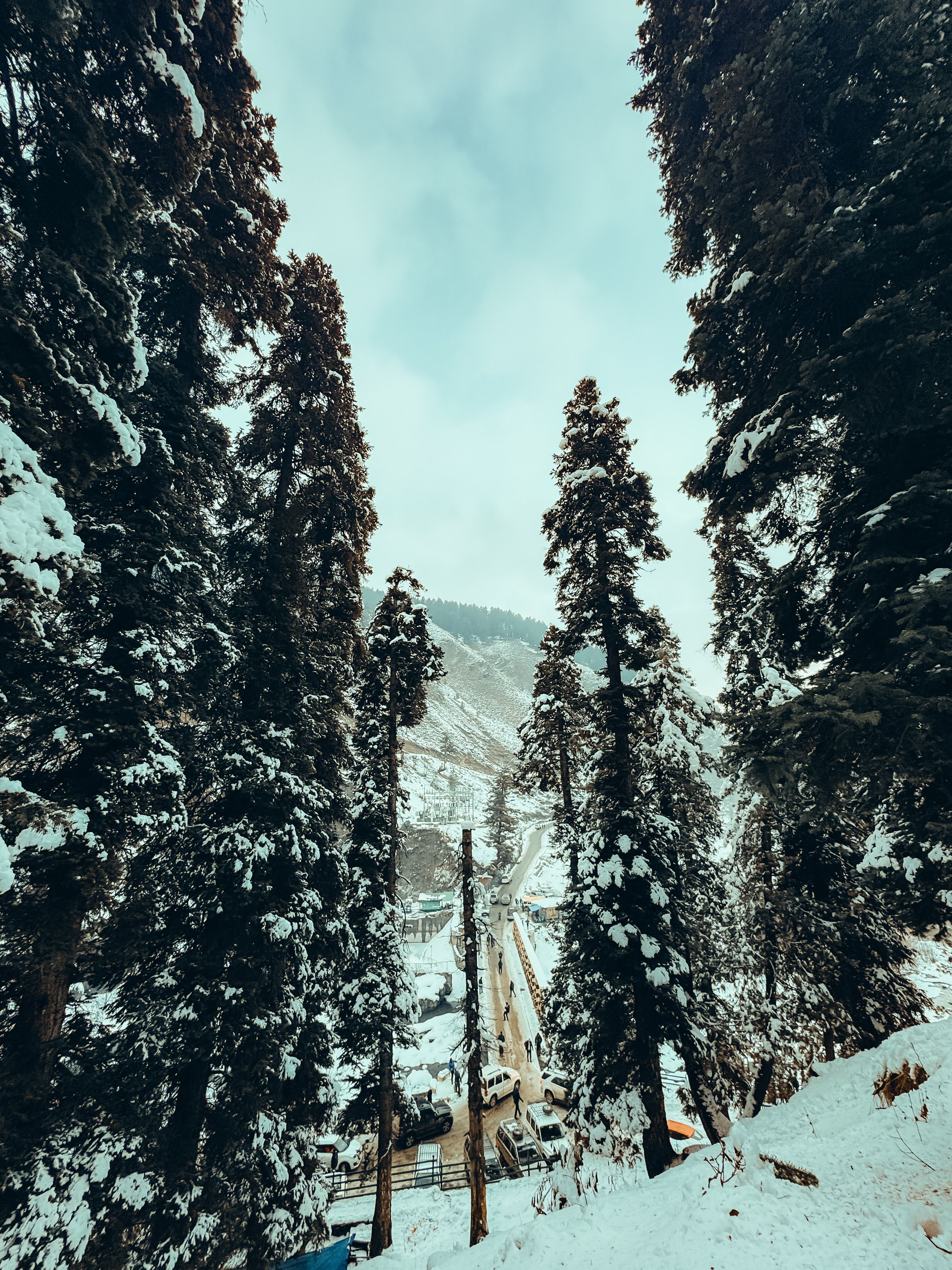 Snowy Evergreen Forest with Mountain View · Free Stock Photo