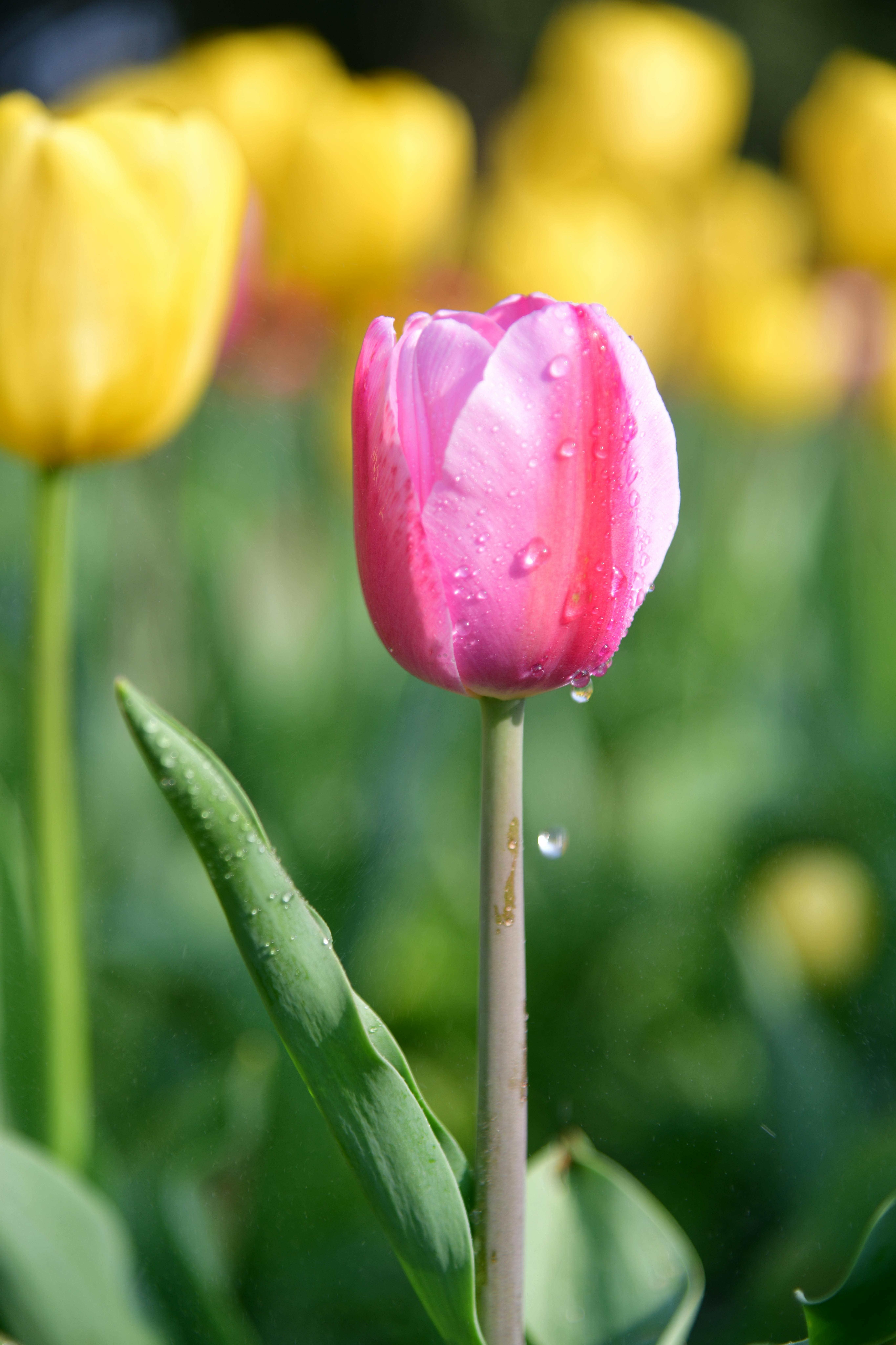 Mea Delhi Photos, Download The BEST Free Mea Delhi Stock Photos & HD Images