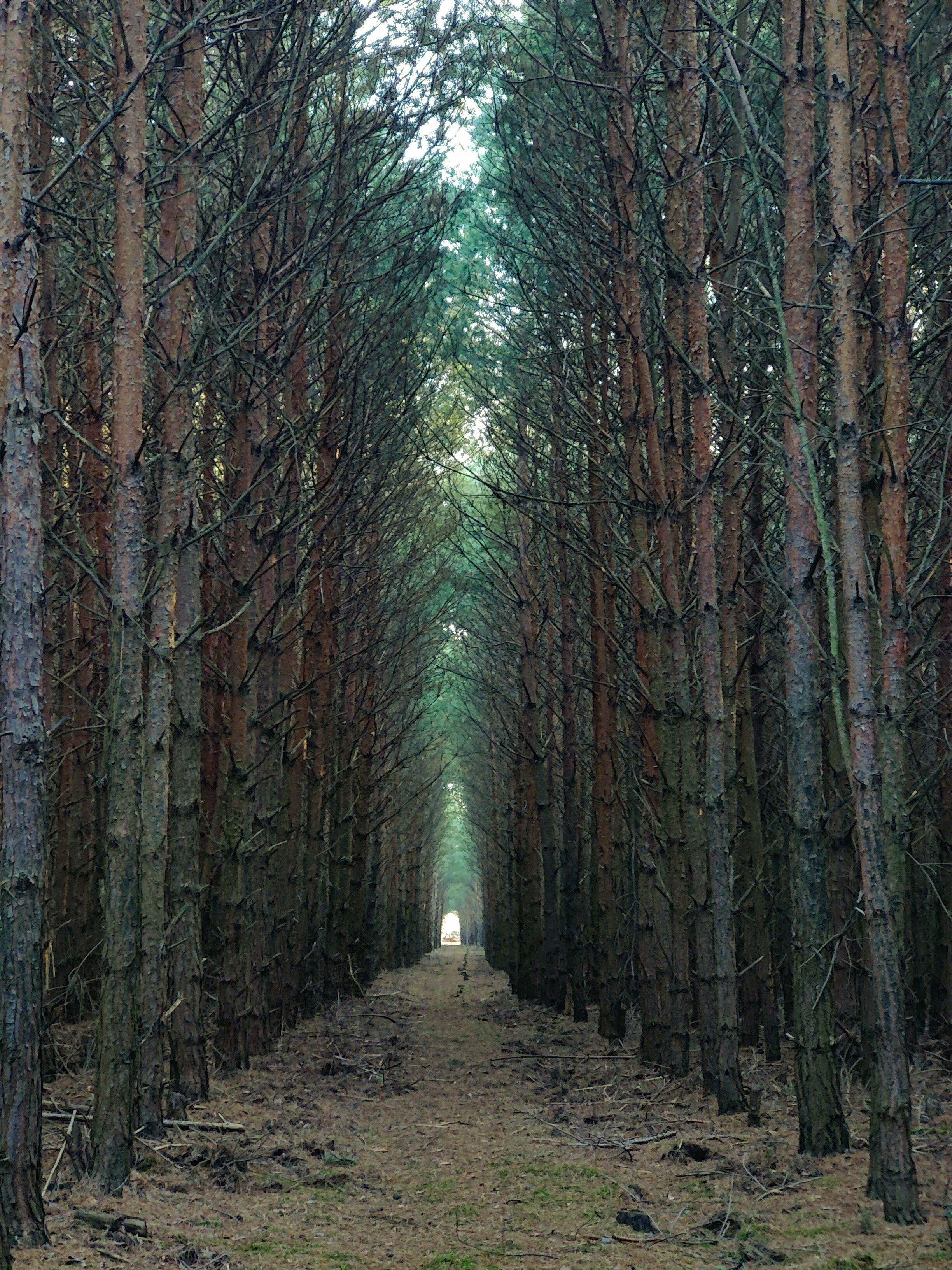 Forest Perspective Photos, Download The BEST Free Forest Perspective ...