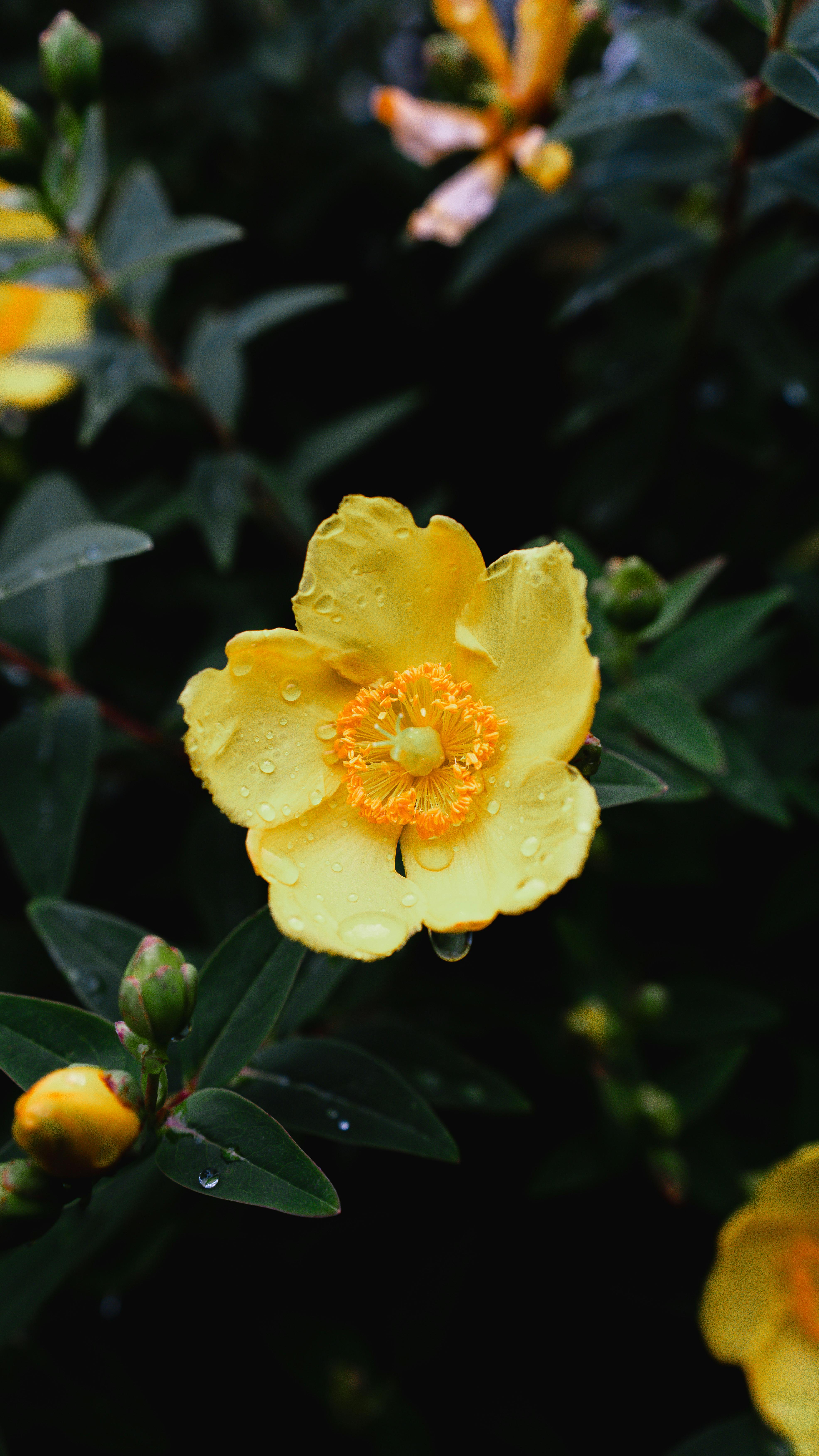 Geni Hoka - Photography