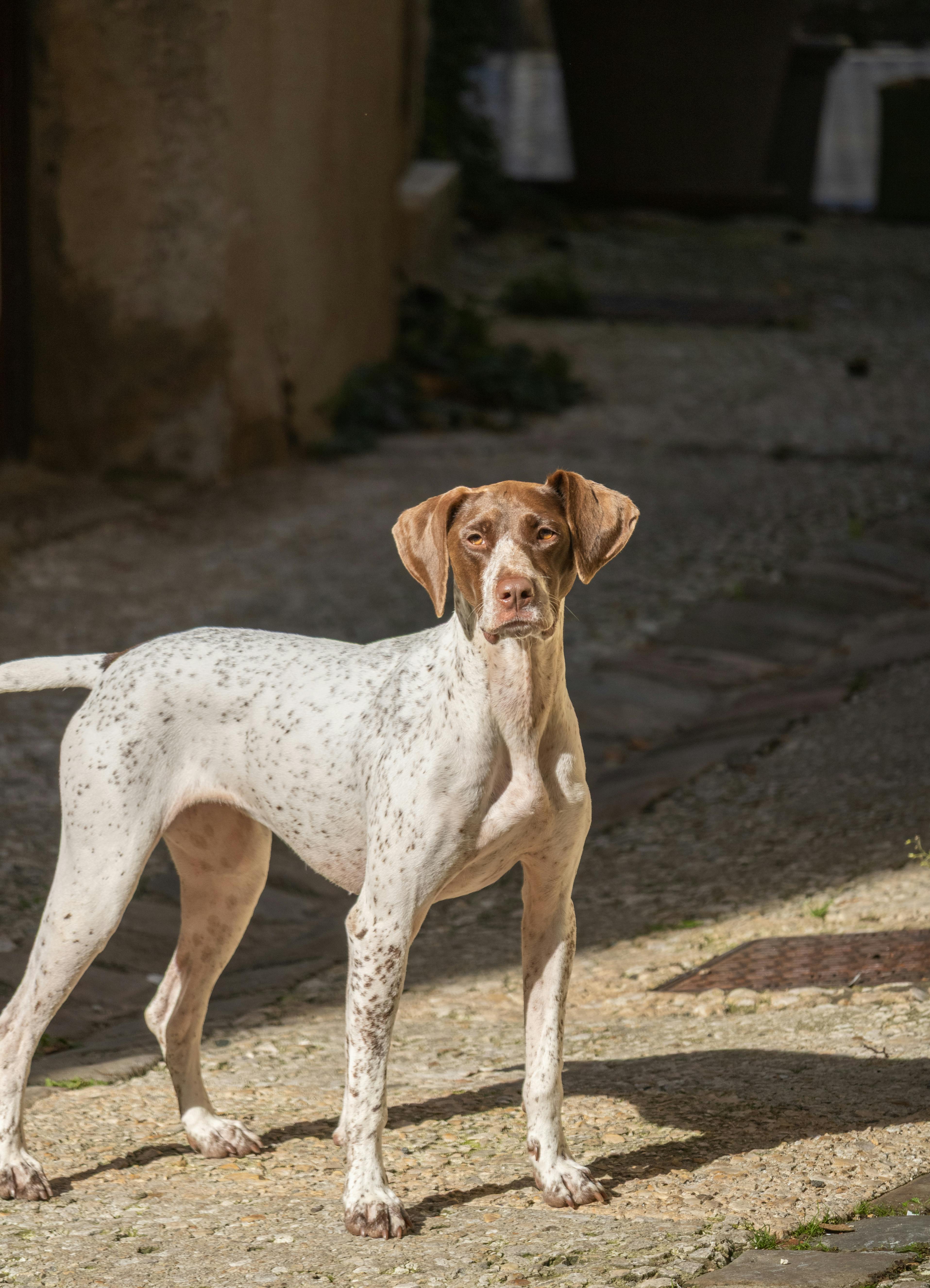 Fall Dog Wallpaper Photos, Download The BEST Free Fall Dog Wallpaper ...