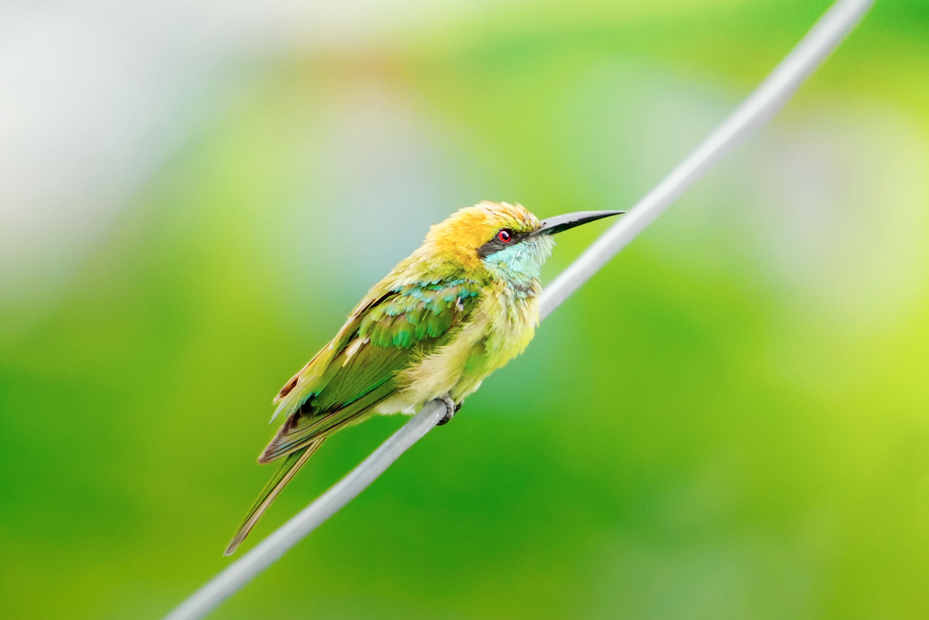 Vibrant Green Bee-eater Perched on Wire · Free Stock Photo