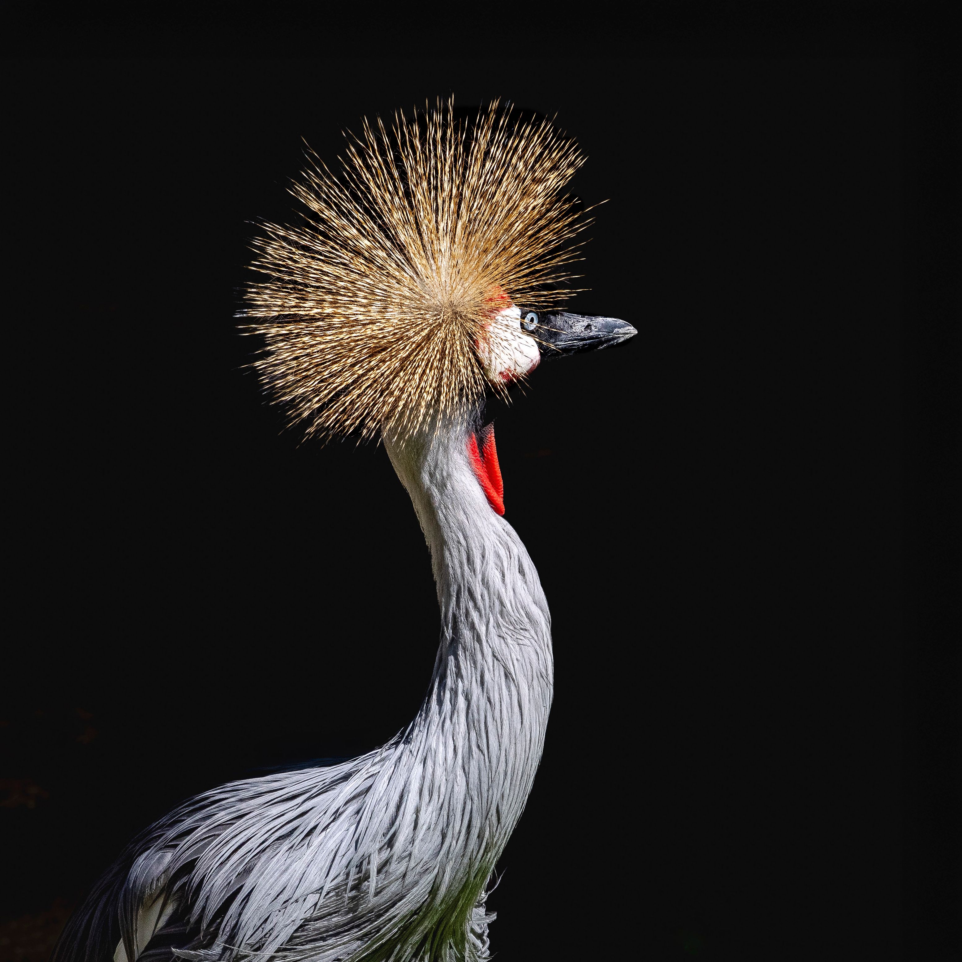 Red Eye Photography Photos, Download The BEST Free Red Eye Photography ...