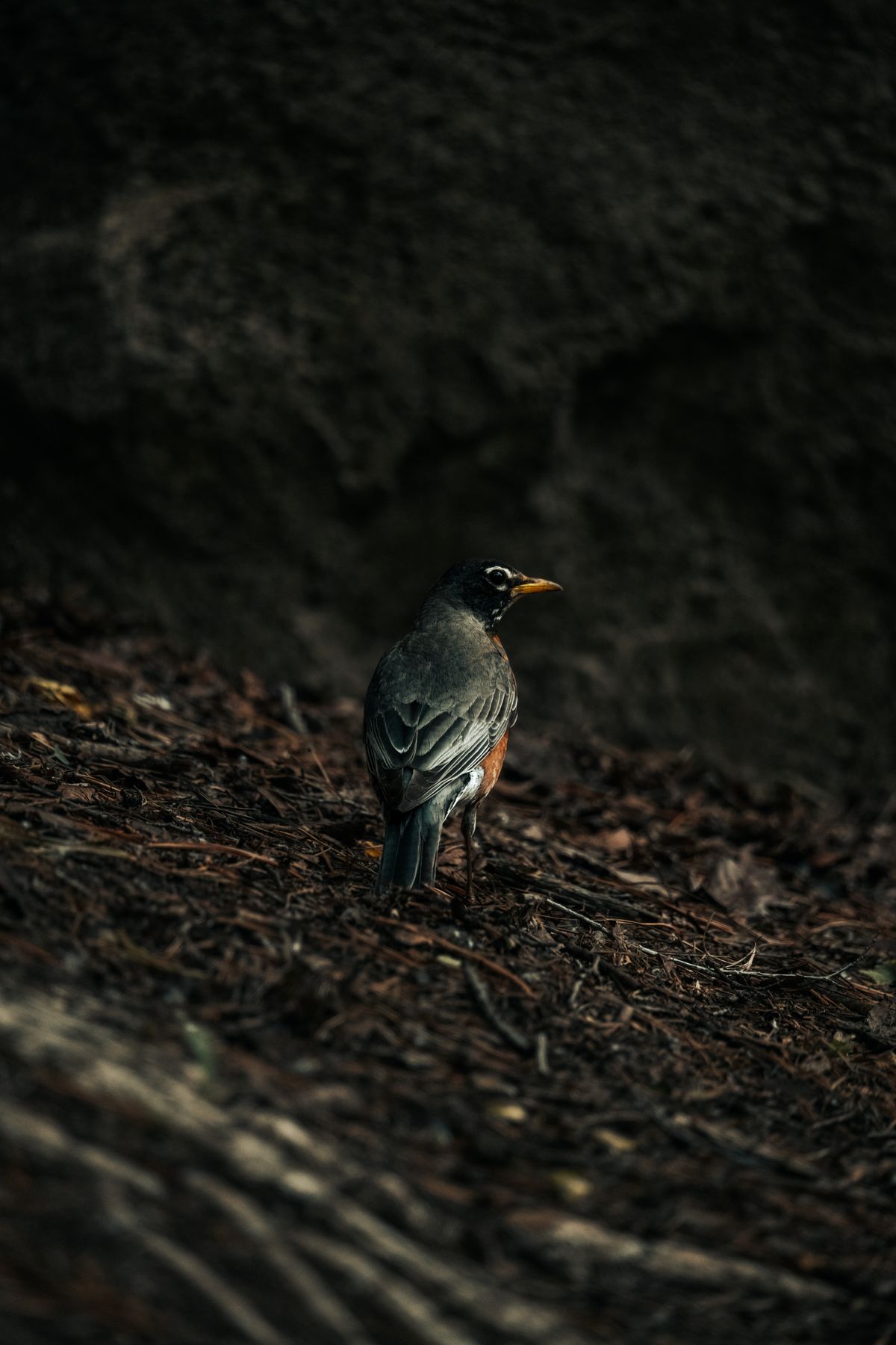 4k Robin Wallpaper Photos, Download The BEST Free 4k Robin Wallpaper ...