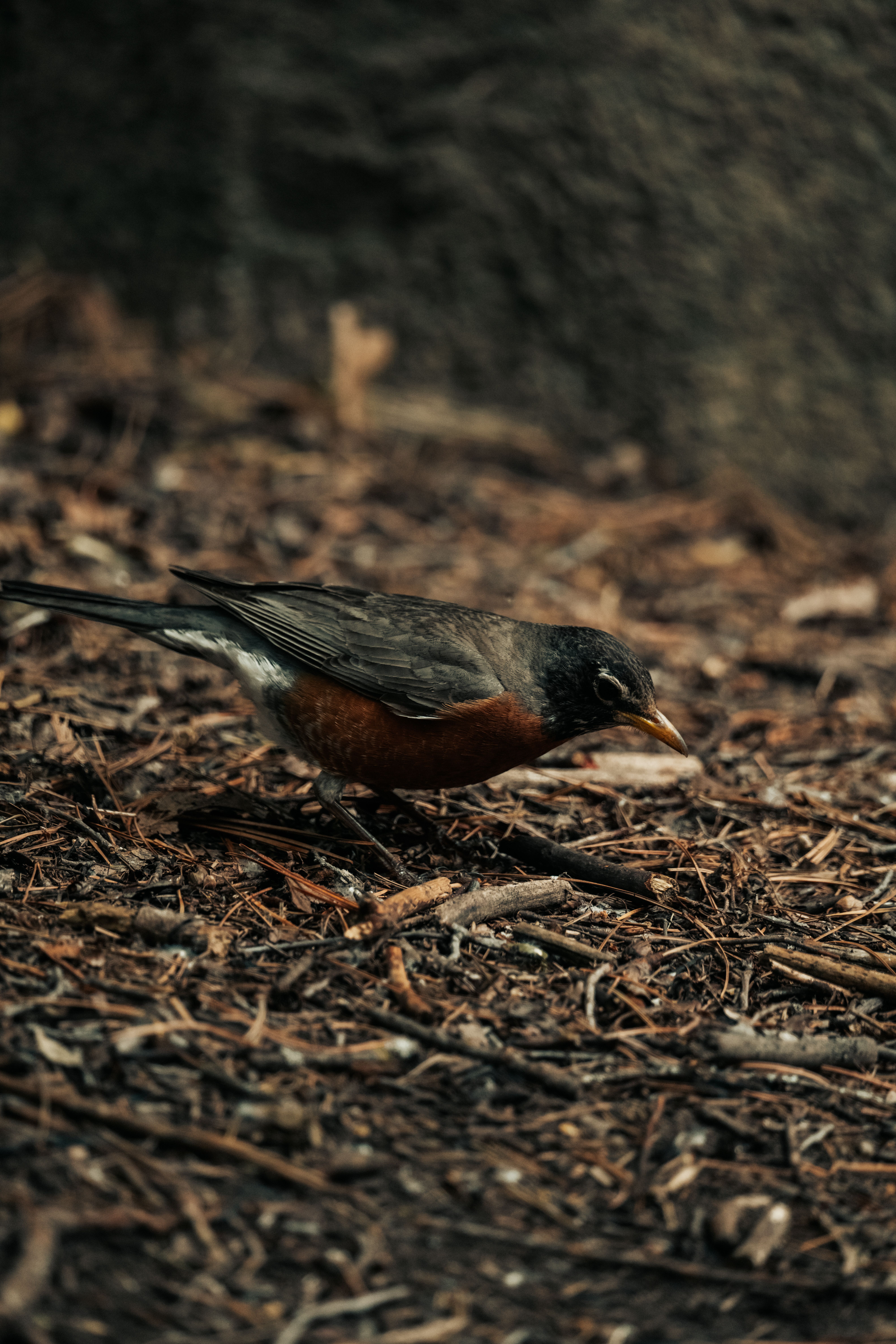 American Robin Searching for Food on Forest Floor · Free Stock Photo