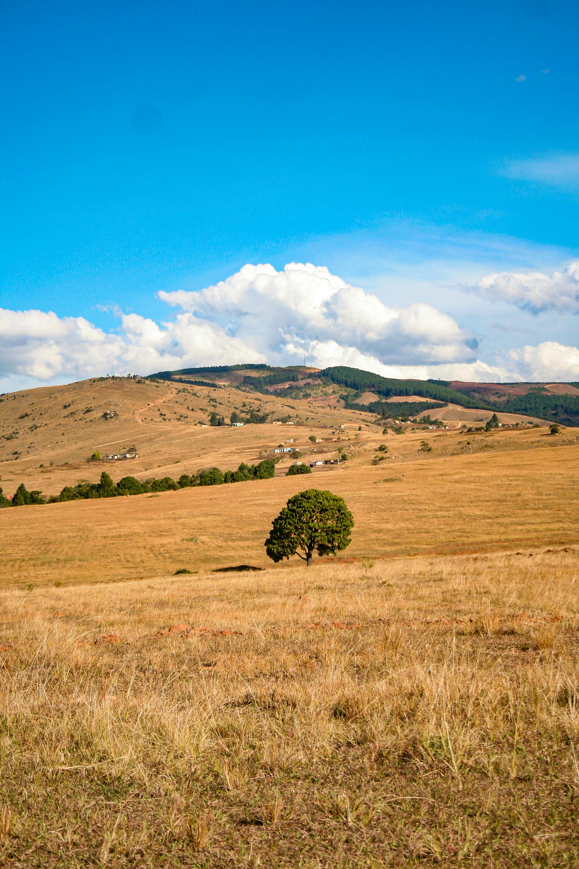 Lone Tree in Swaziland's Golden Grasslands · Free Stock Photo